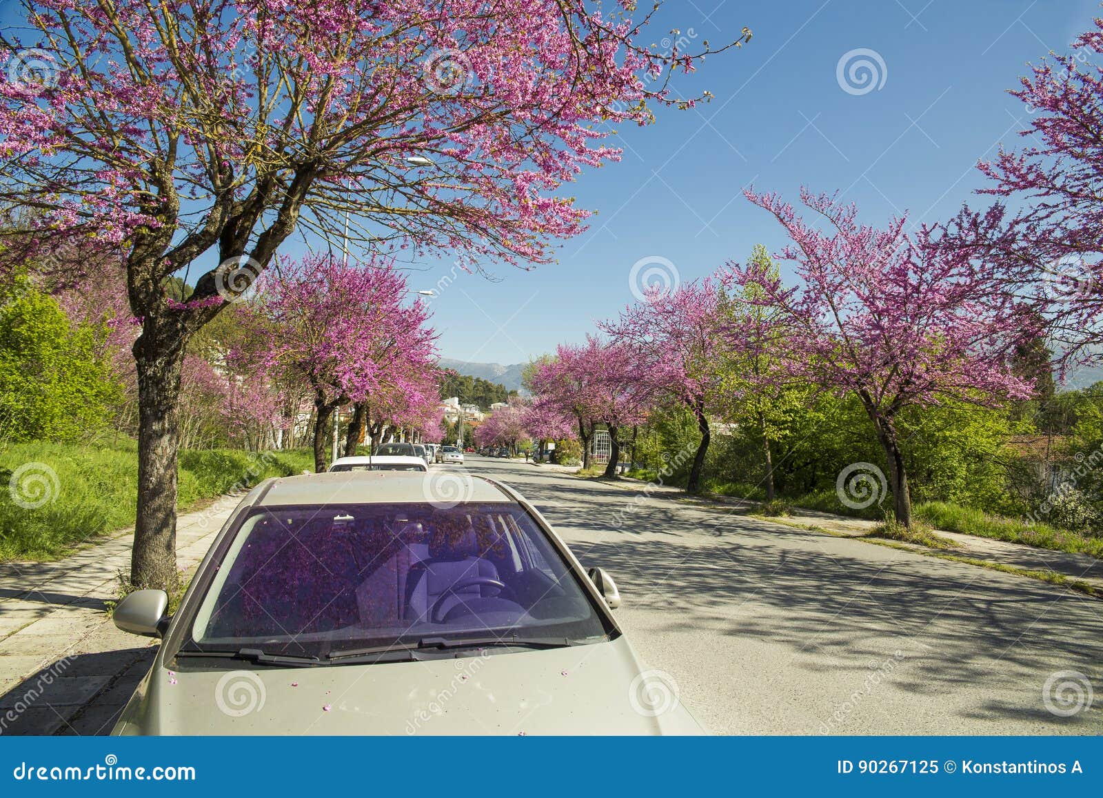 Redbud Tree in Spring Pink Flowers Stock Image - Image of deciduous ...