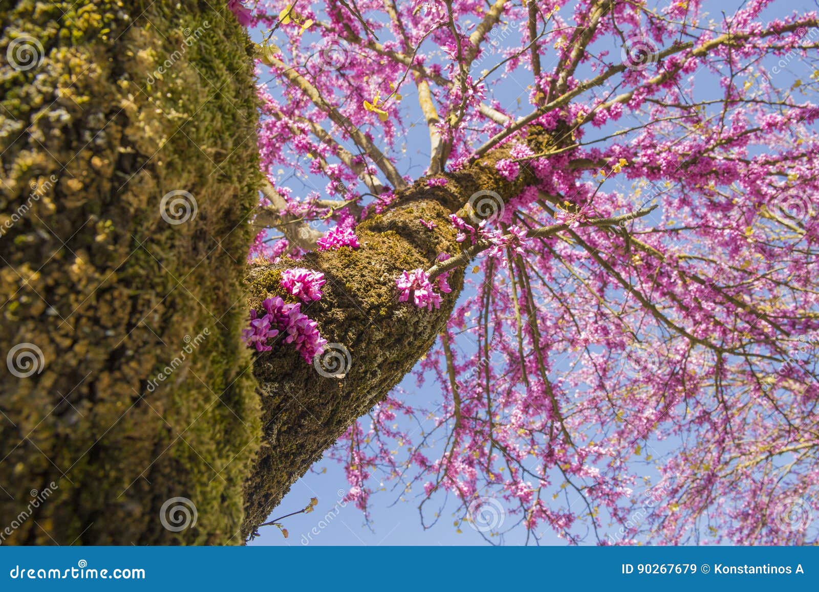 Redbud Tree in Spring Pink Flowers Stock Image - Image of calm, bloom ...