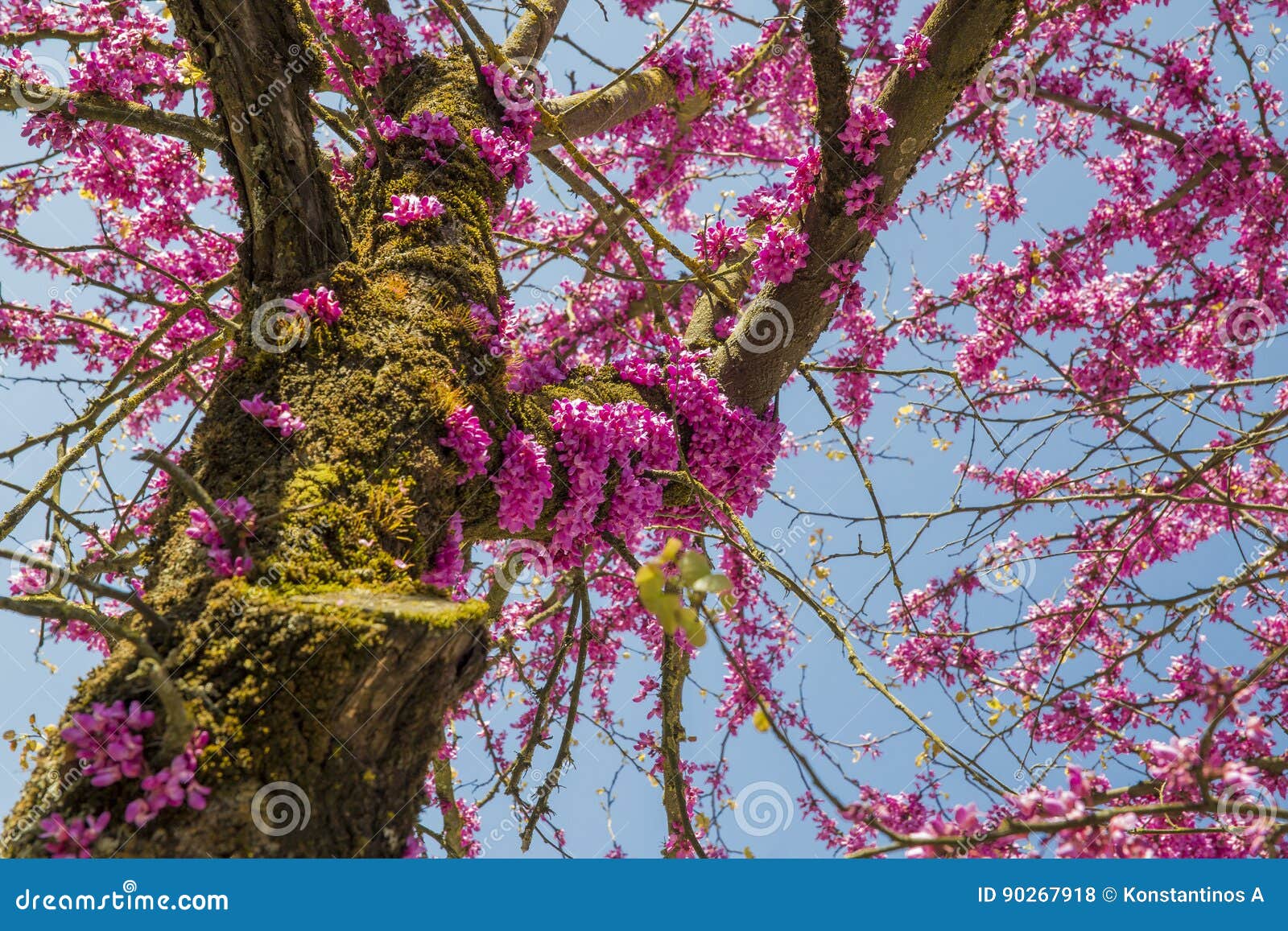 Redbud Tree in Spring Pink Flowers Stock Photo - Image of blue, botany ...