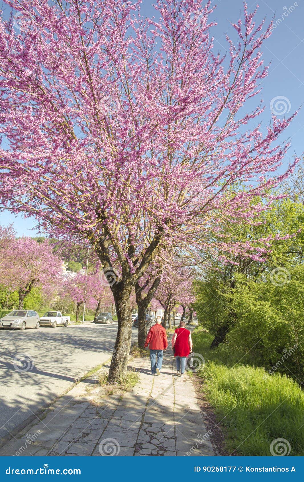 Redbud Tree in Spring Pink Flowers Stock Image - Image of flowers ...