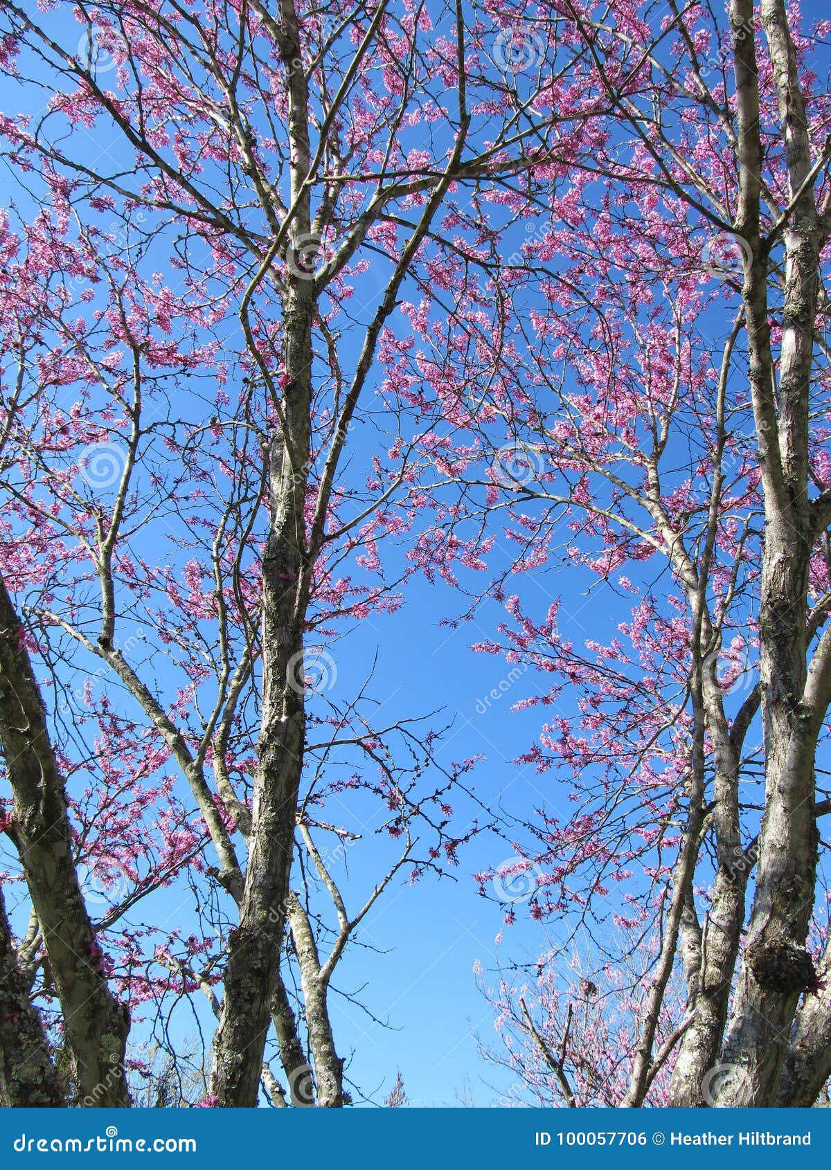 Redbud Tree in Spring stock photo. Image of gardens - 100057706