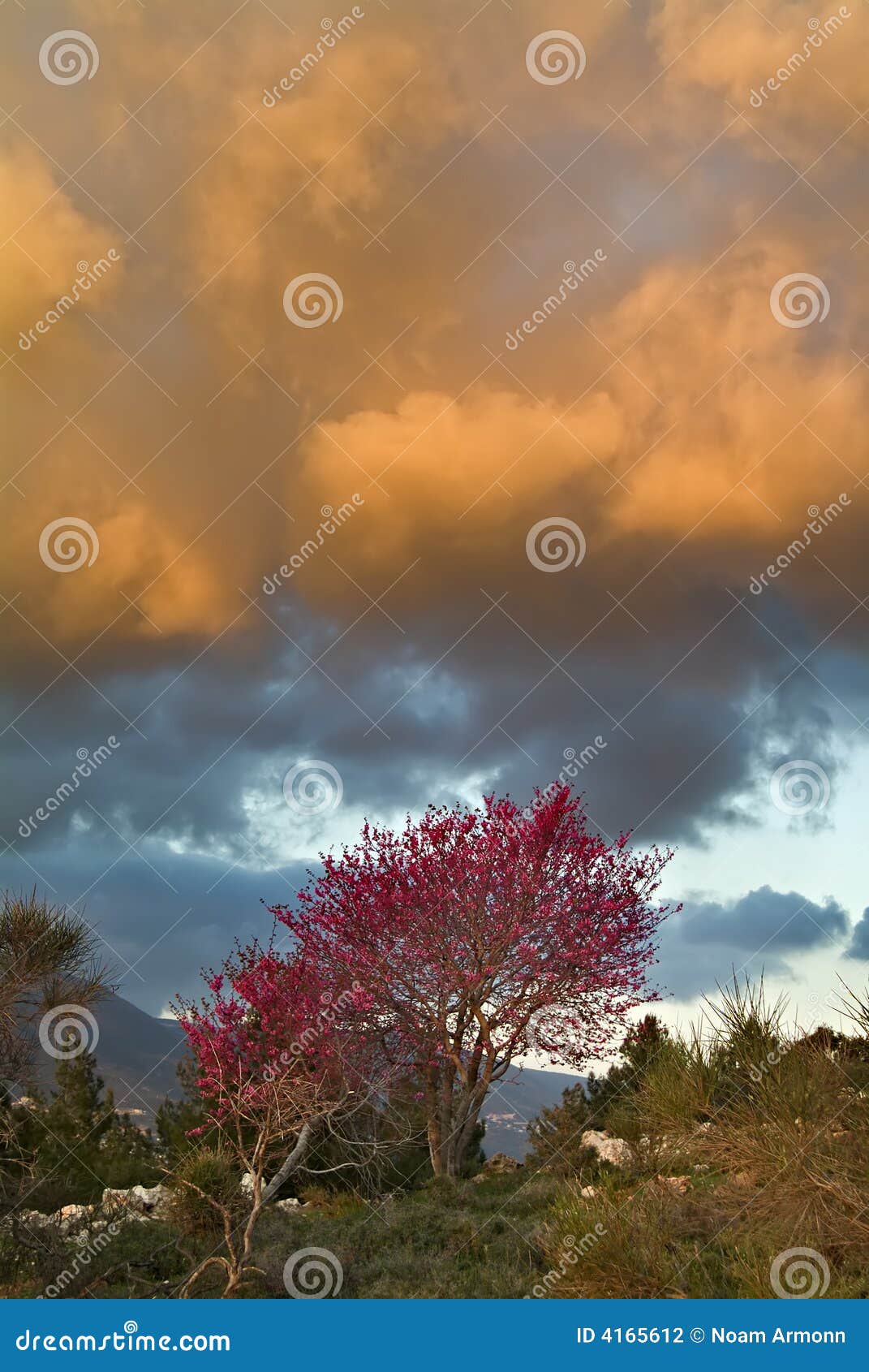 Redbud Tree and sunset stock photo. Image of tree, blue - 4165612