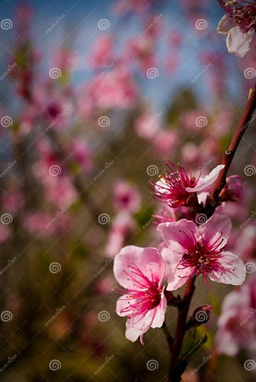 Redbud trees stock image. Image of beauty, redbud, peace - 10319207