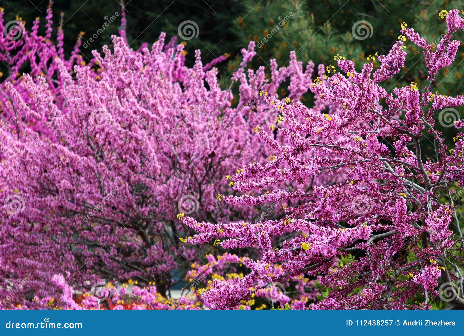 Redbud trees in bloom stock image. Image of outdoor - 112438257