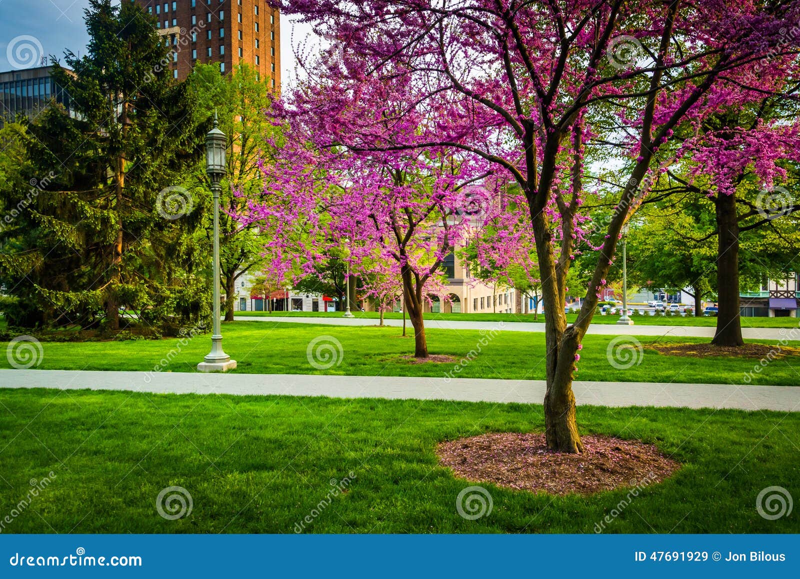 Redbud Trees at the Capitol Complex in Harrisburg, Pennsylvania. Stock ...