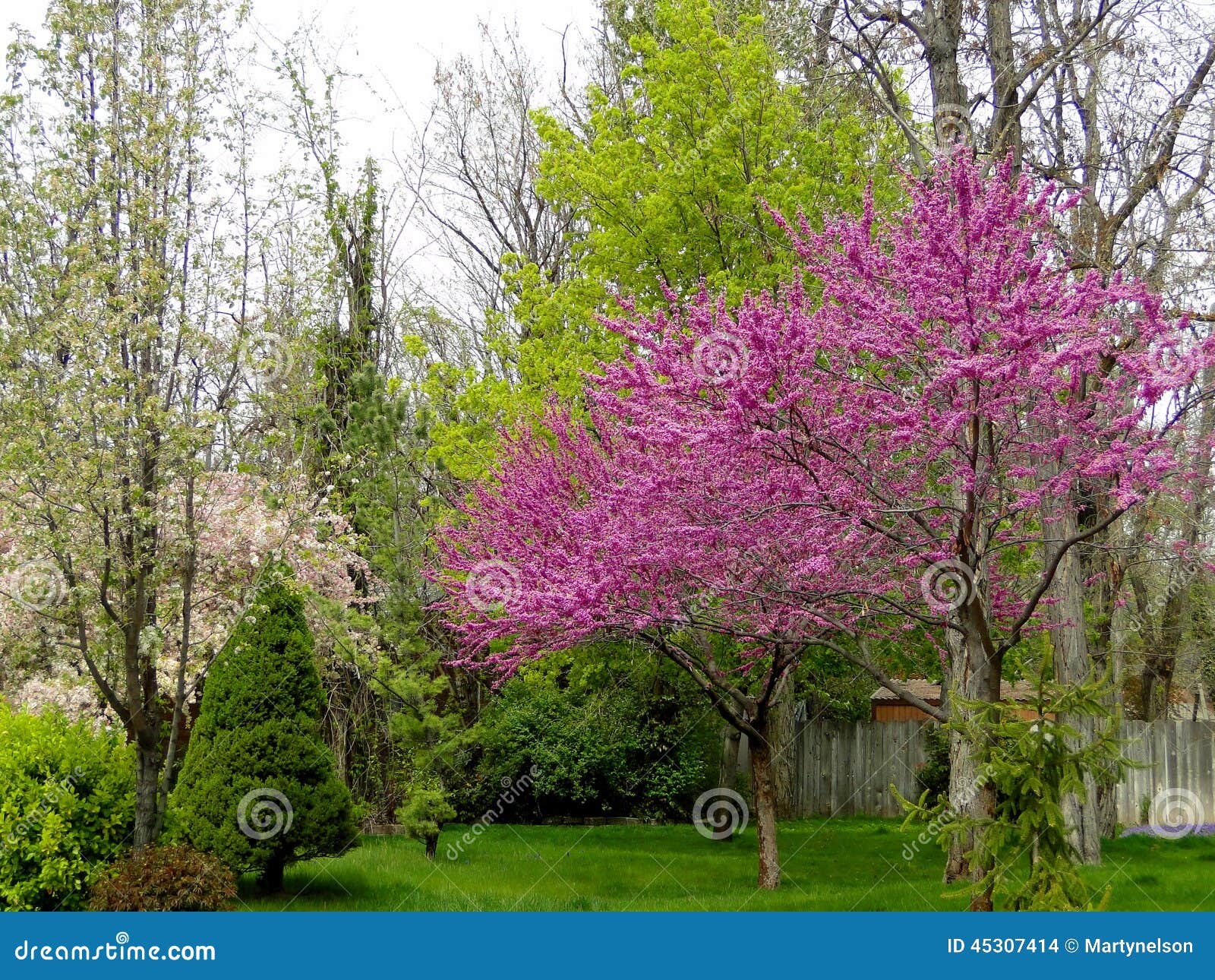 Redbud Trees in Spring stock photo. Image of boise, artistic - 45307414