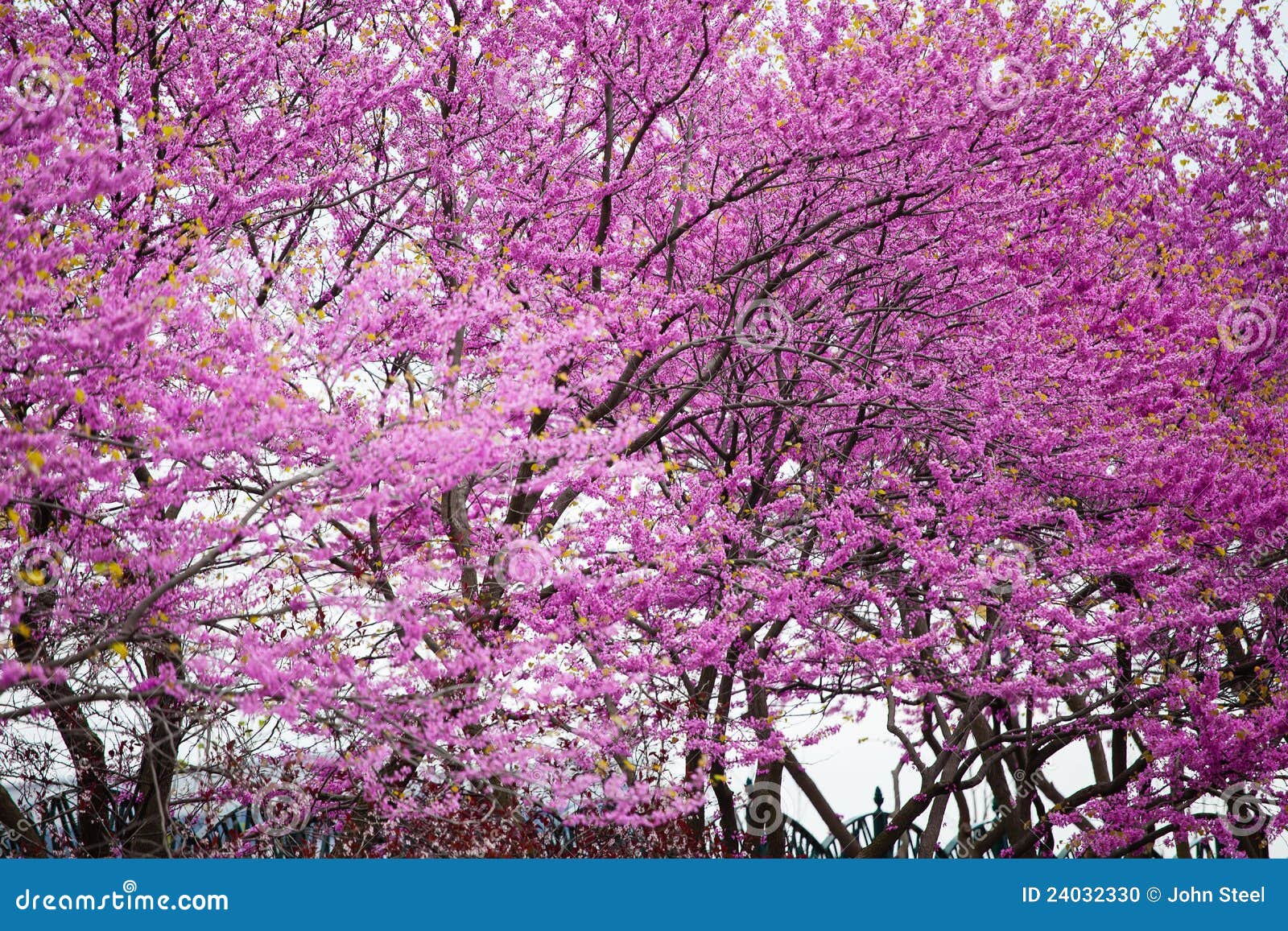 Redbuds in bloom stock photo. Image of blooming, blossom - 24032330
