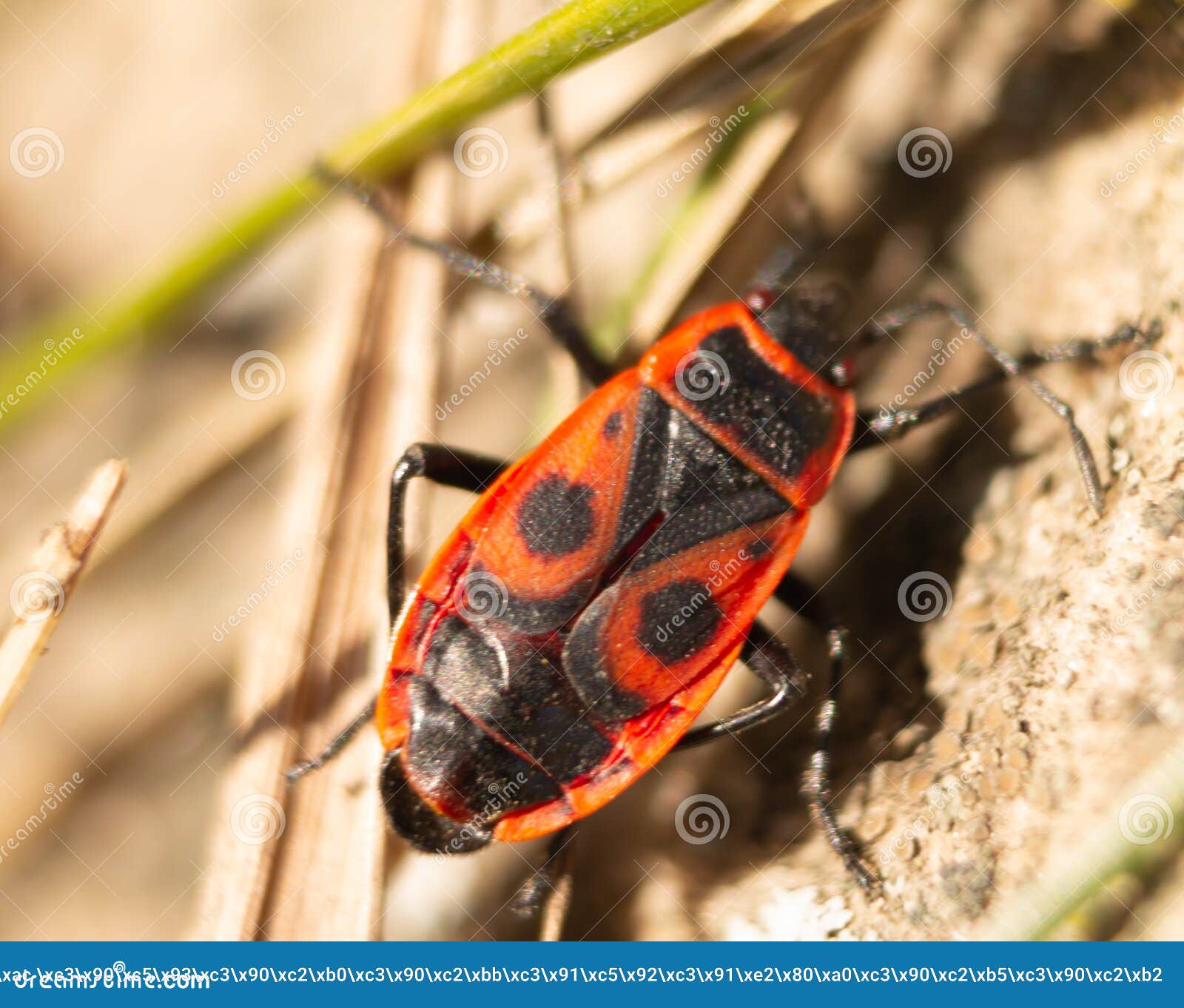Redbug on the Stone. Macro Shot of Wildlife Stock Image - Image of ...