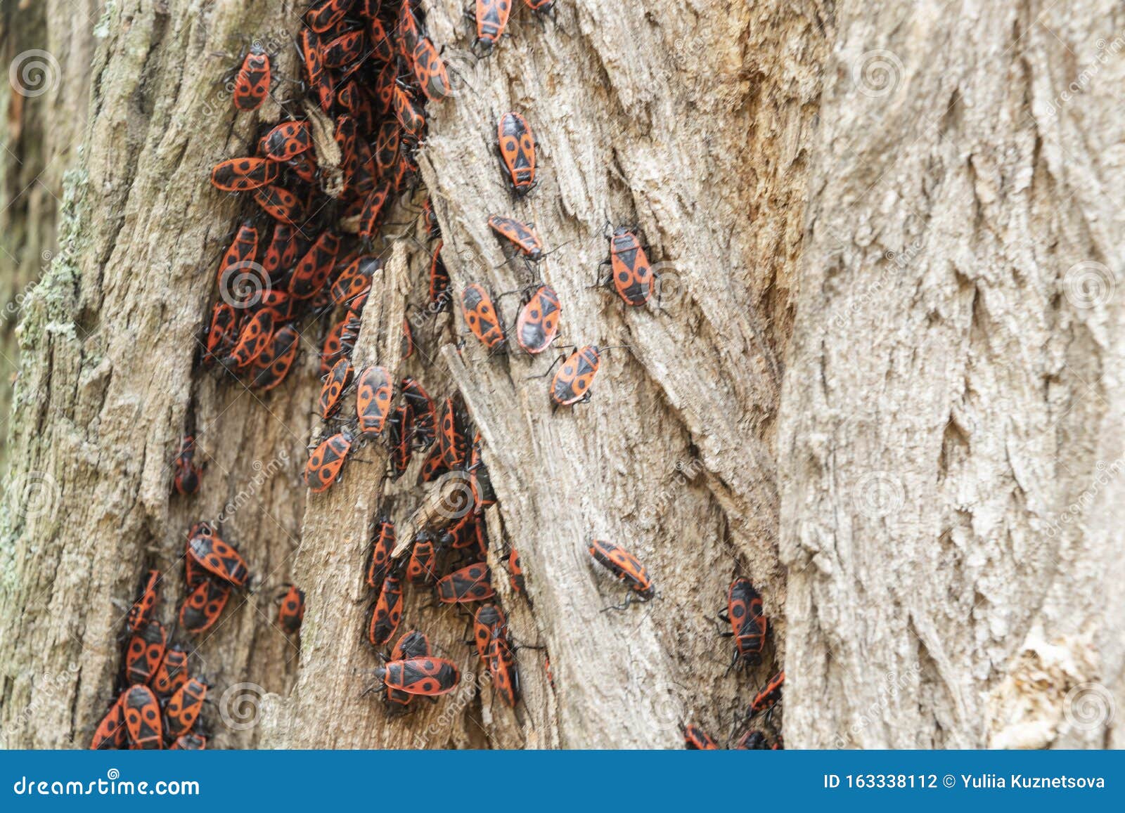 Redbugs on the tree skin stock photo. Image of insects - 163338112