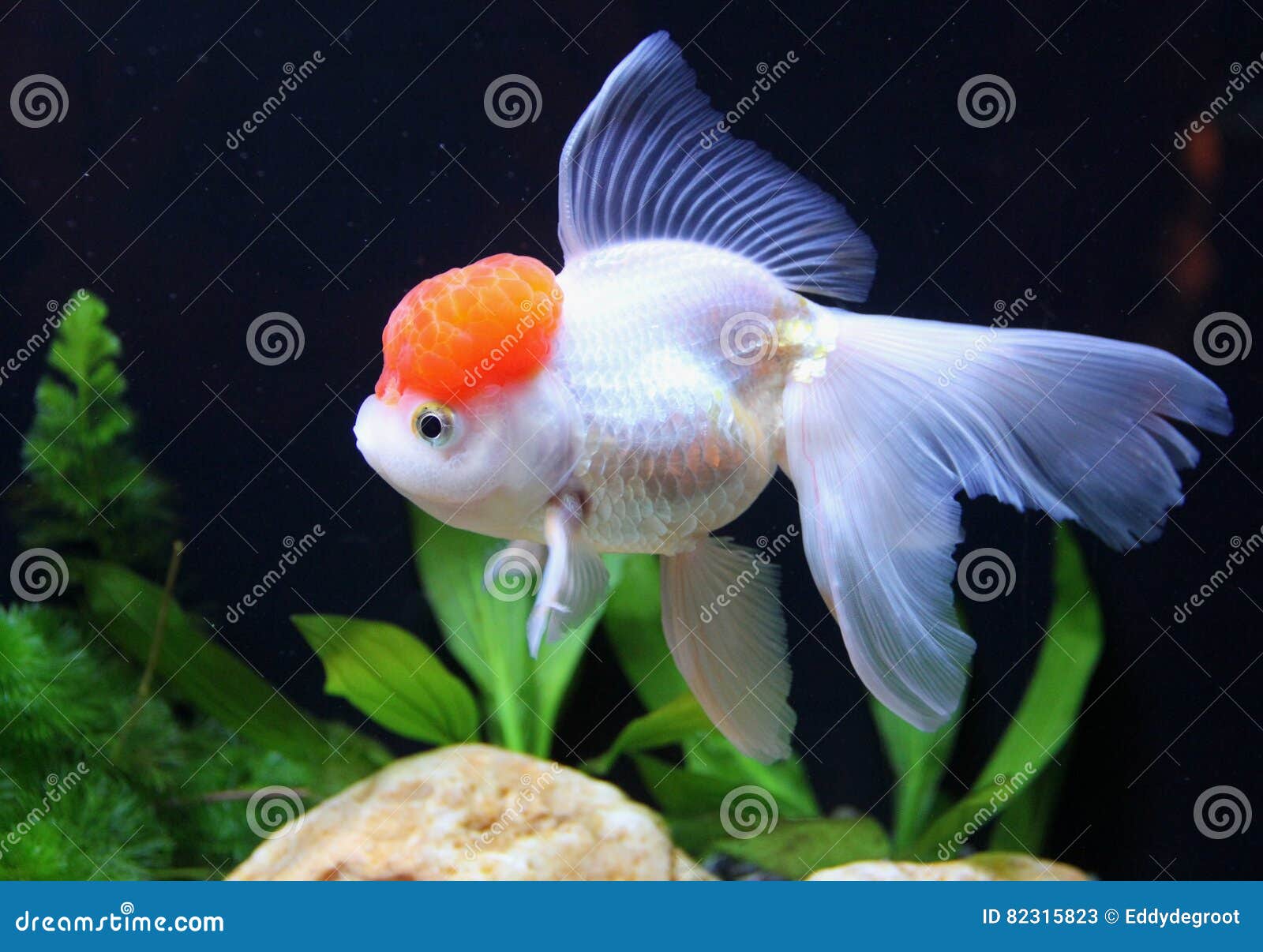 Redcap Goldfish stock image. Image of close, tail, marine - 82315823