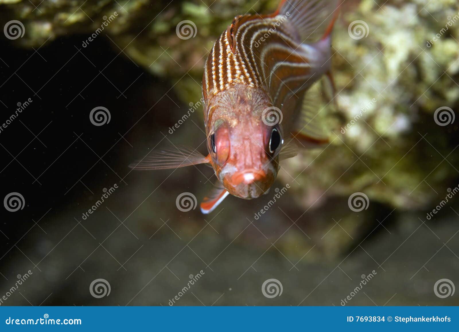 Redcoat squirrelfish stock photo. Image of reef, background - 7693834