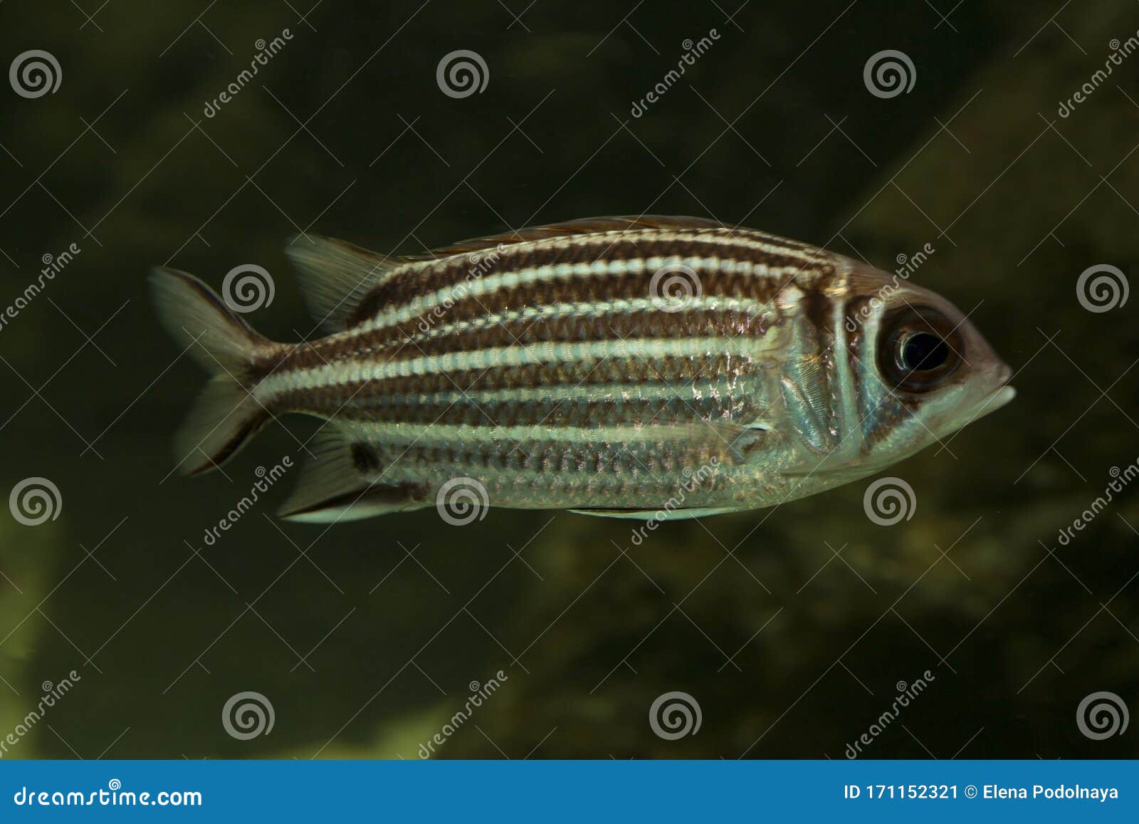 The Redcoat Squirrelfish Sargocentron Rubrum. Stock Image - Image of ...