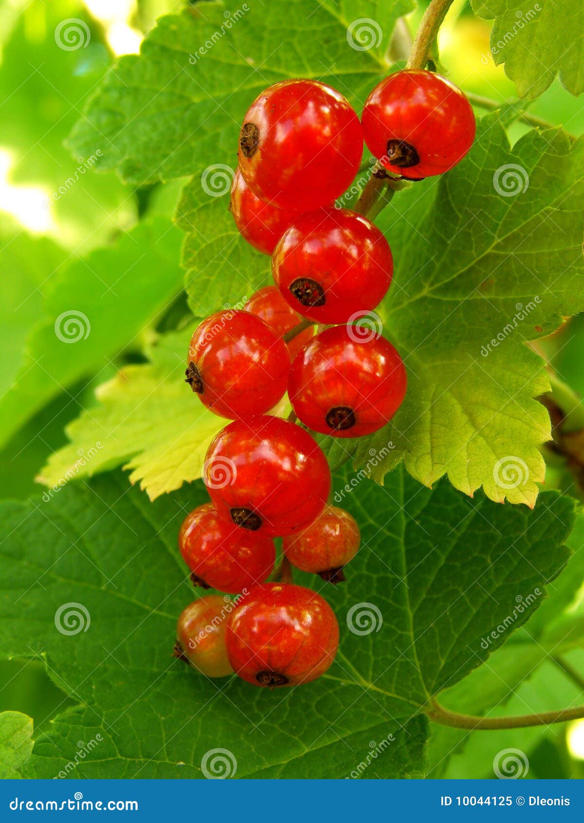 Redcurrant stock image. Image of nutrition, bush, fruit - 10044125