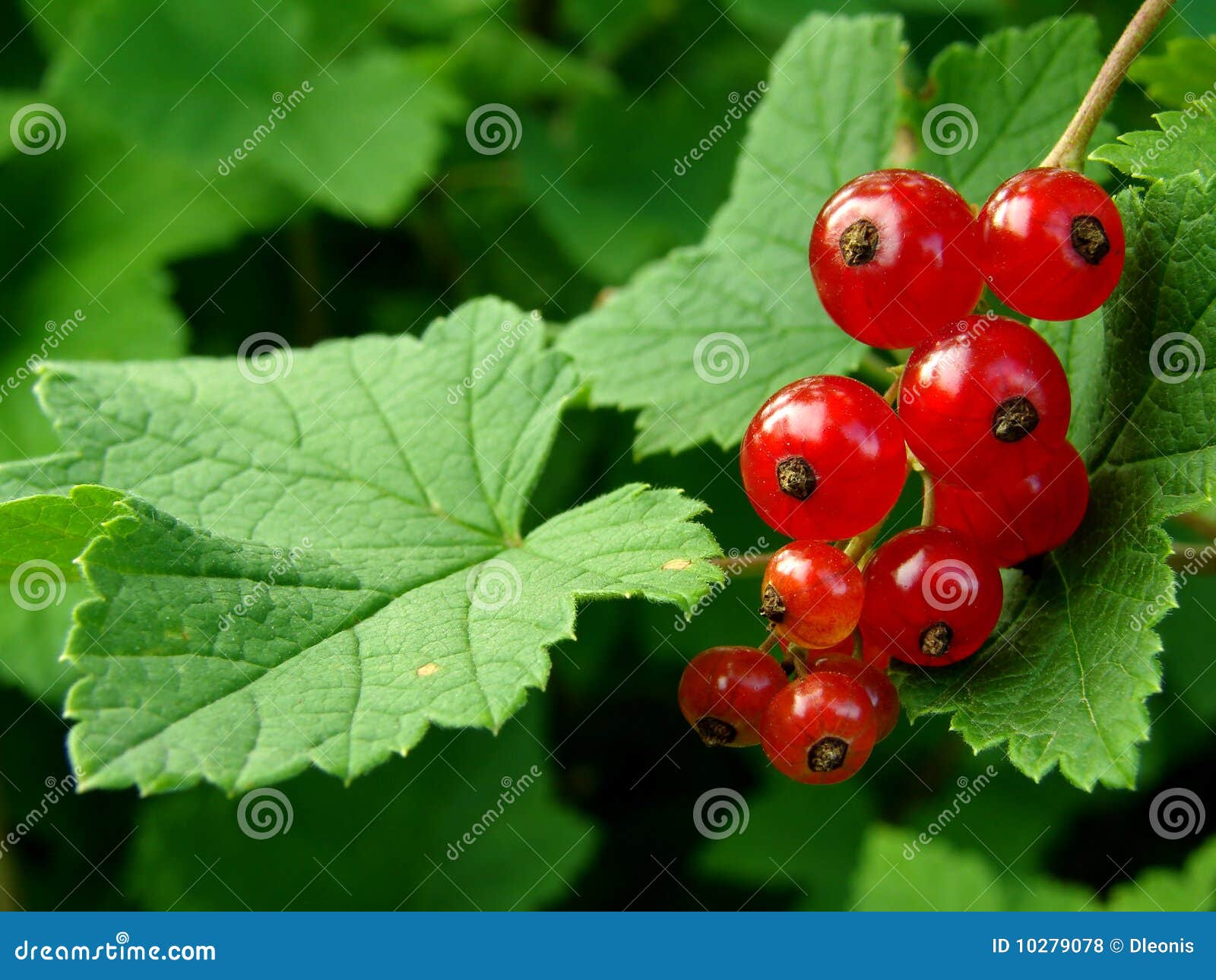 Redcurrant stock photo. Image of gather, redcurrant, bunch - 10279078