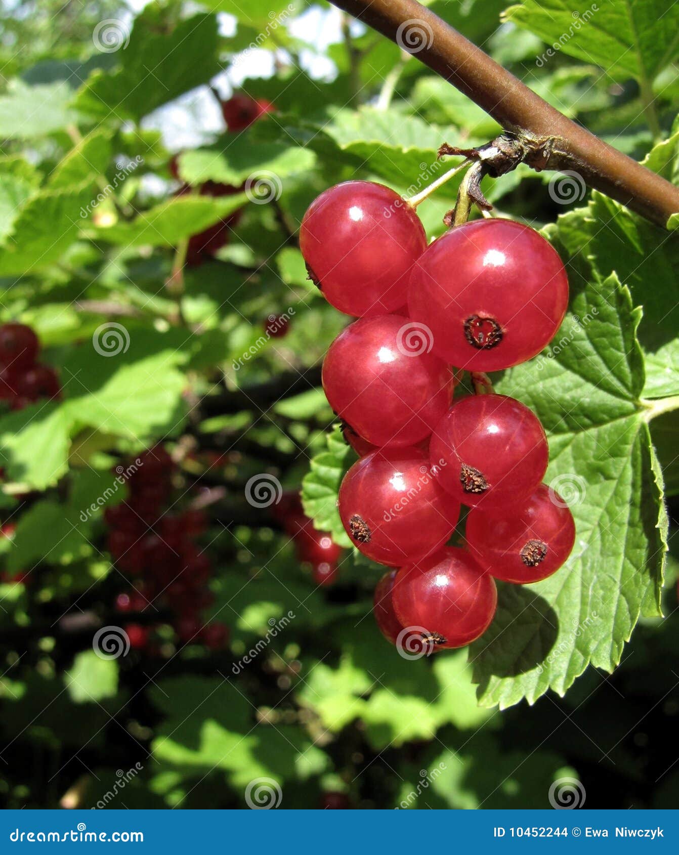 Redcurrant stock photo. Image of bush, ripening, ripe - 10452244