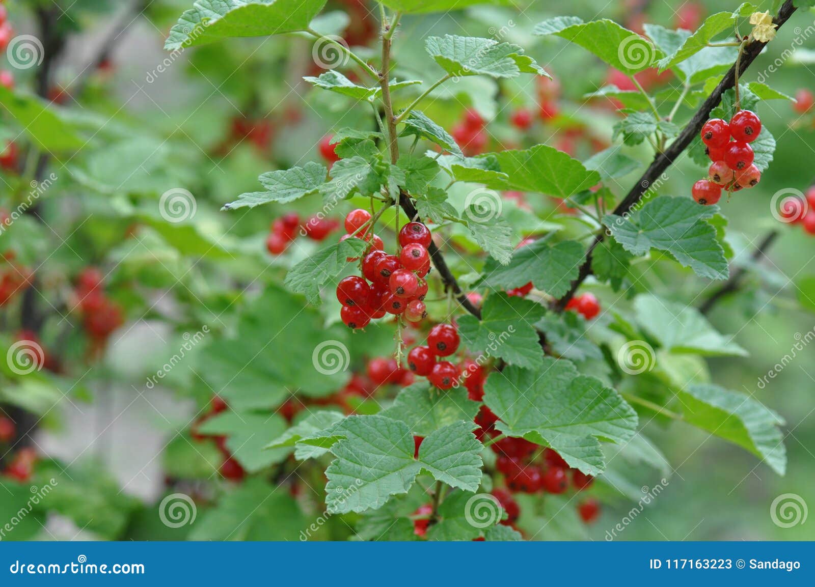 Redcurrant imagem de stock. Imagem de groselha, grupo - 117163223