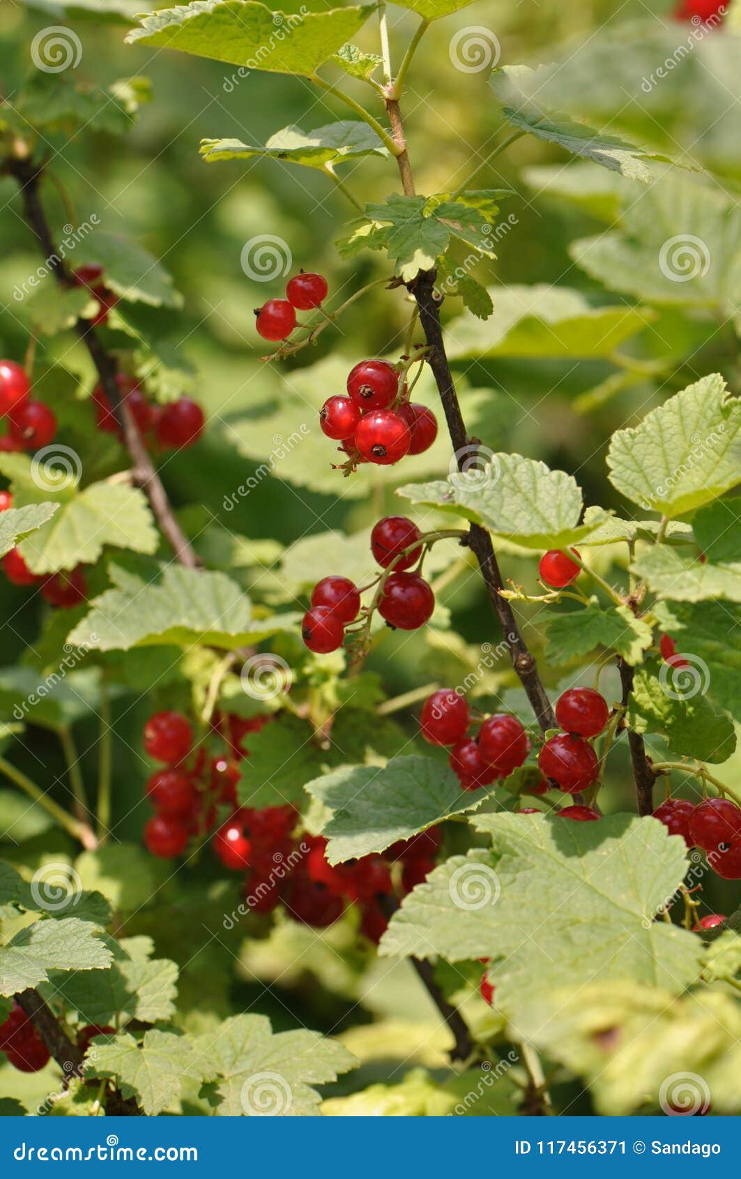 Redcurrant stock afbeelding. Image of heerlijk, vrucht - 117456371