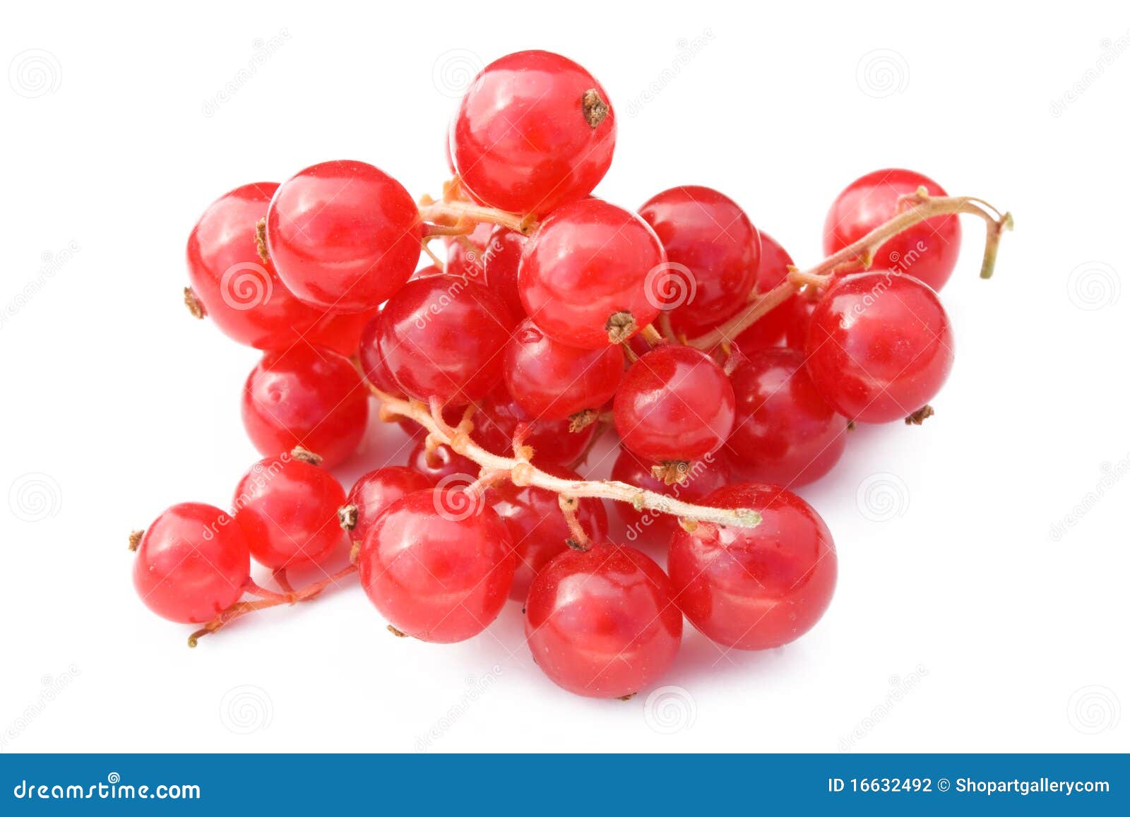 Redcurrant stock photo. Image of berries, fruits, food - 16632492
