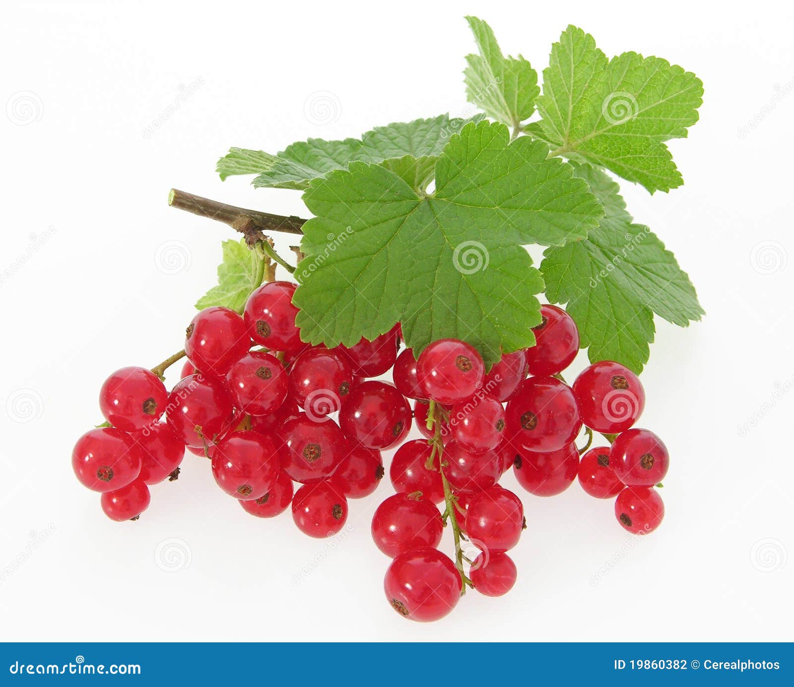 Redcurrant stock photo. Image of organic, twig, leaves - 19860382