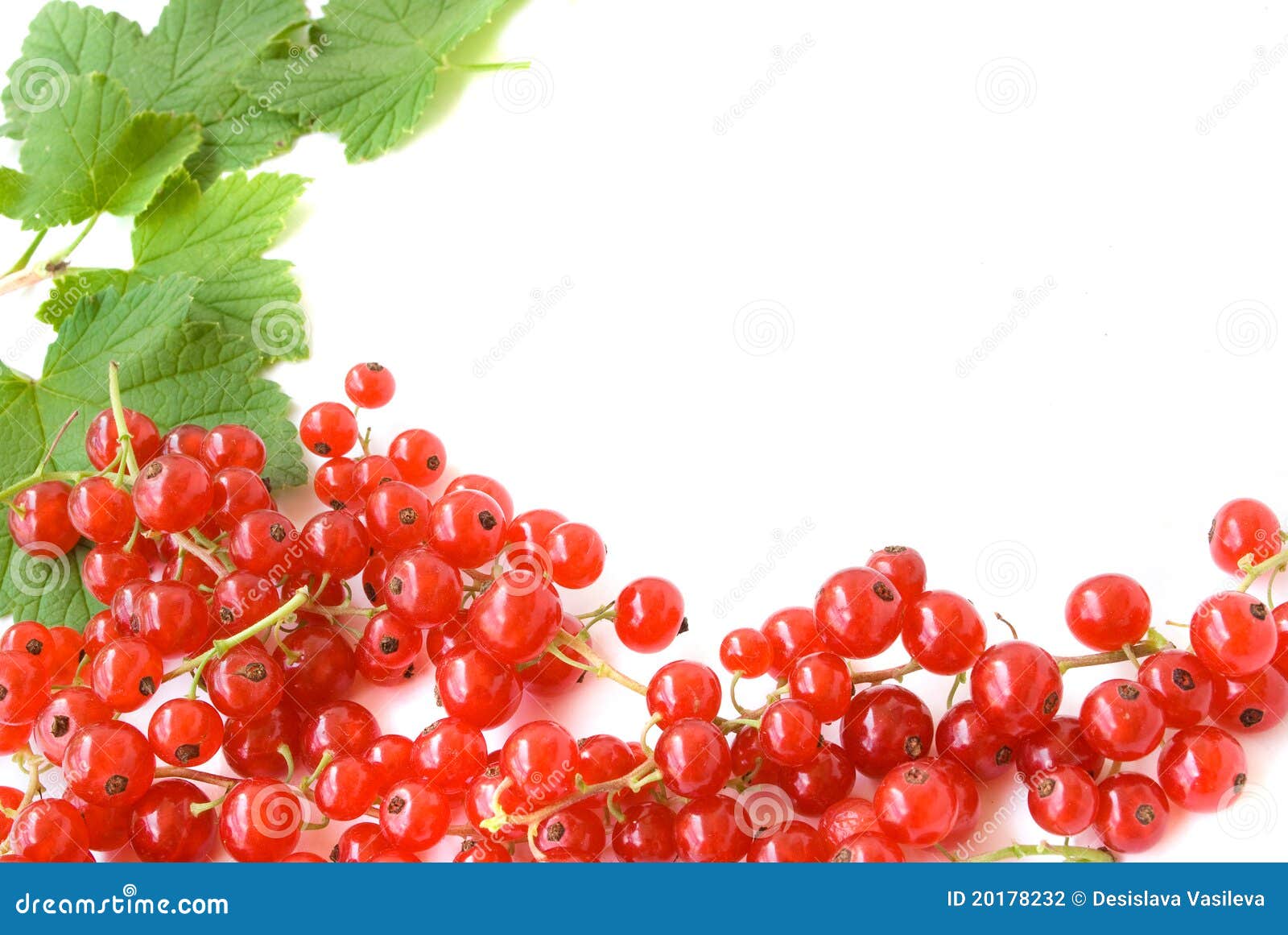 Redcurrant foto de stock. Imagem de quadro, alimento - 20178232