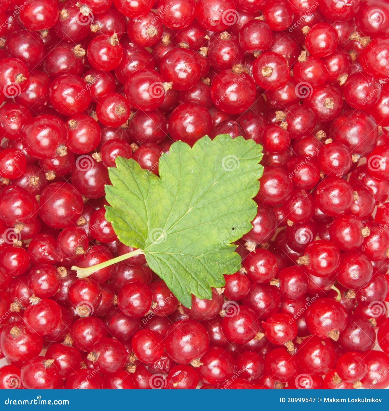 Redcurrant stock image. Image of juicy, currant, healthy - 20999547