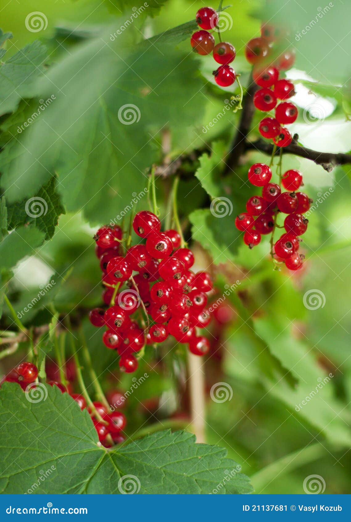 Redcurrant stock afbeelding. Image of vrucht, ruimte - 21137681