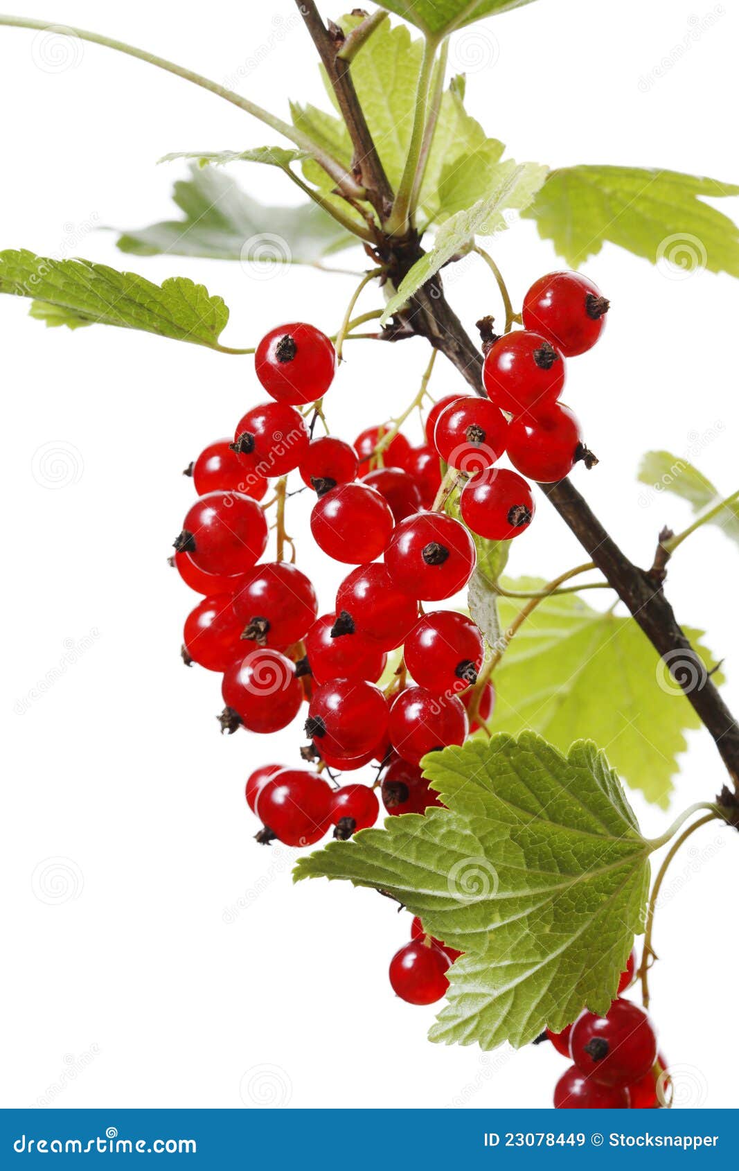 Redcurrant stock image. Image of redcurrants, leaves - 23078449