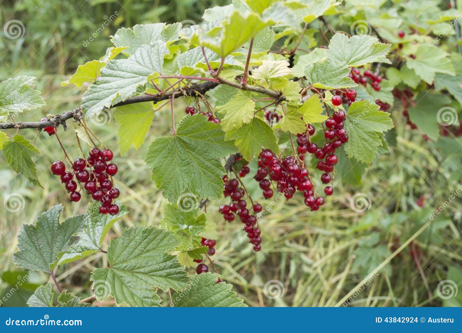 Redcurrant stock foto. Image of dieet, nave, oogst, groen - 43842924