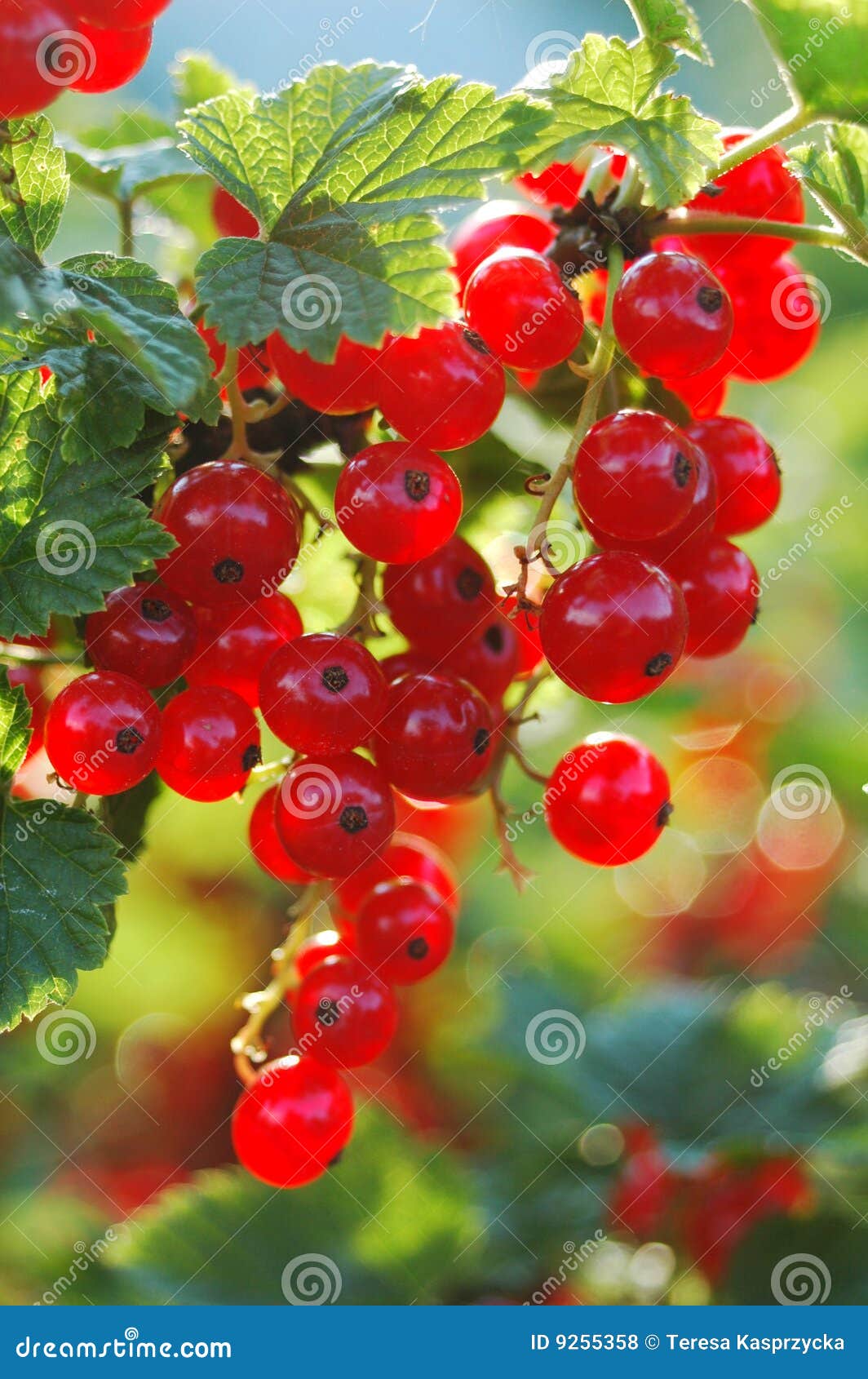 Redcurrant stock photo. Image of currant, redcurrant, healthy - 9255358