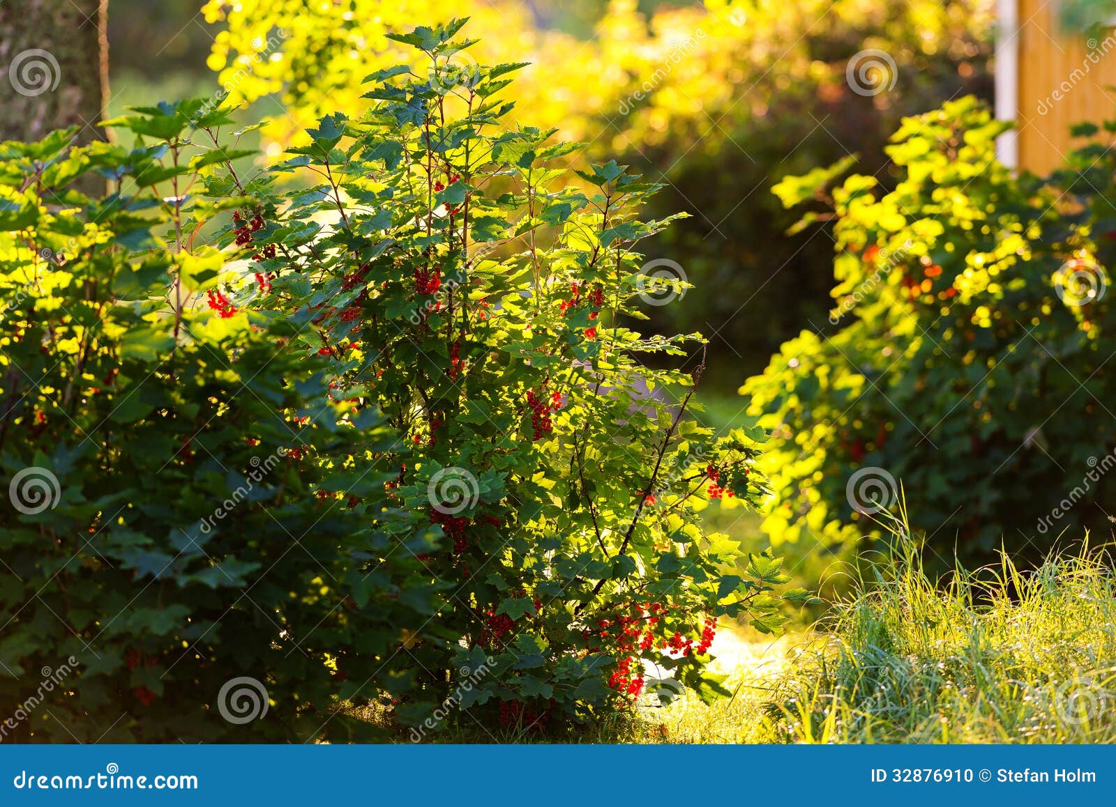 Redcurrant Bush Backlit - Ribes Rubrum Stock Photo - Image of food ...