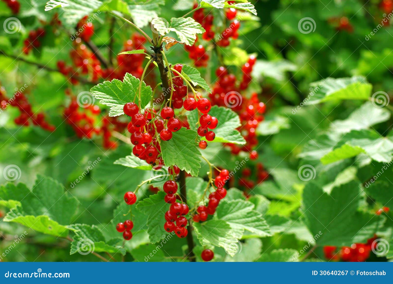 Redcurrant bush stock image. Image of harvest, brown - 30640267