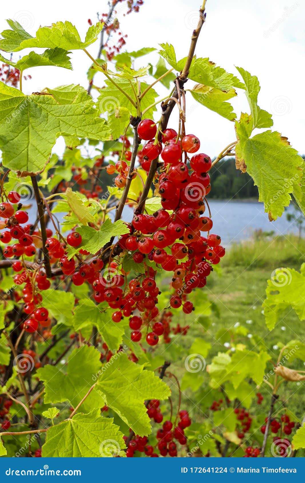 Redcurrant Bushes with Berries in the Garden Stock Photo - Image of ...