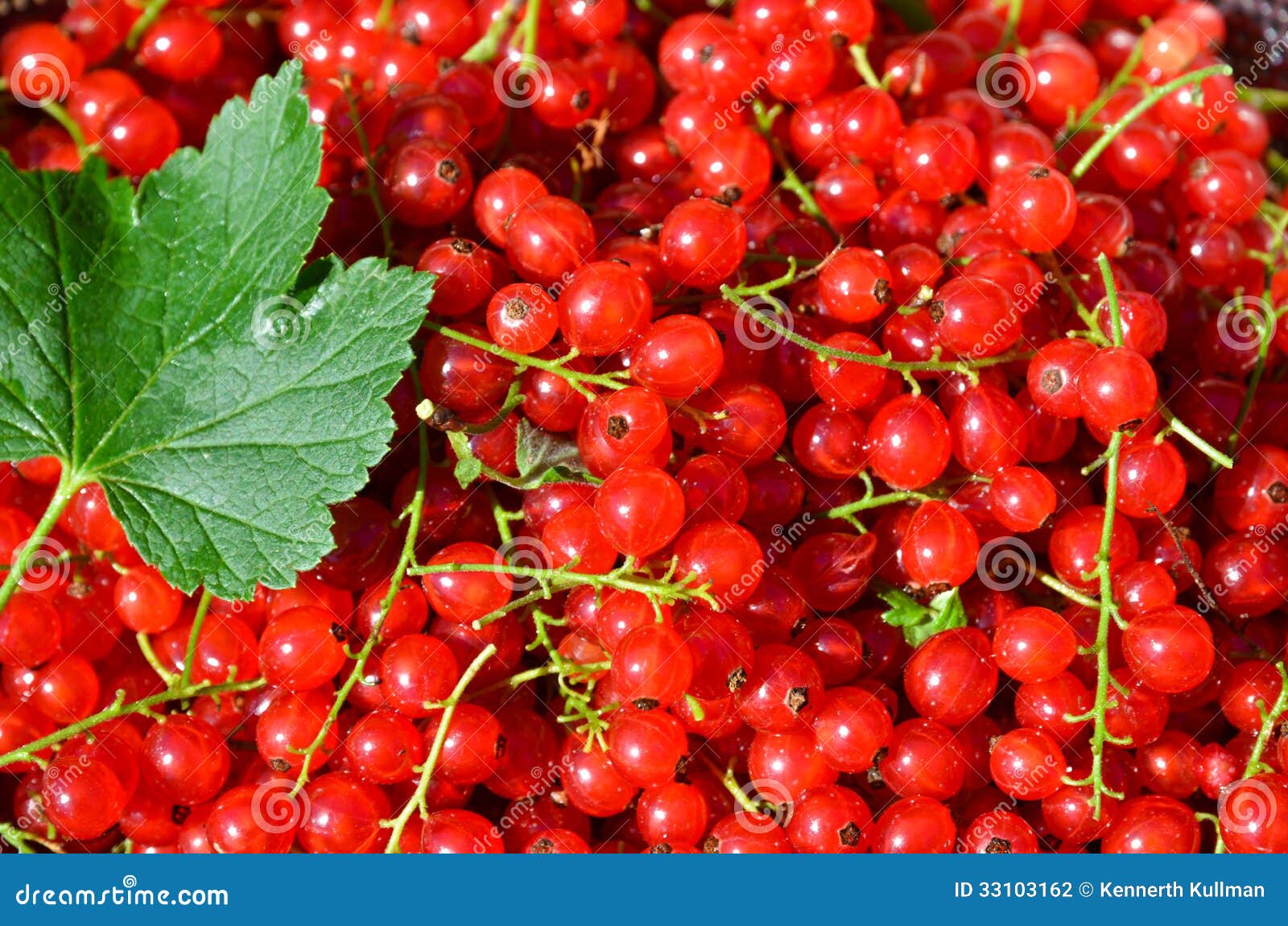 Redcurrant closeup stock photo. Image of harvest, leaf - 33103162