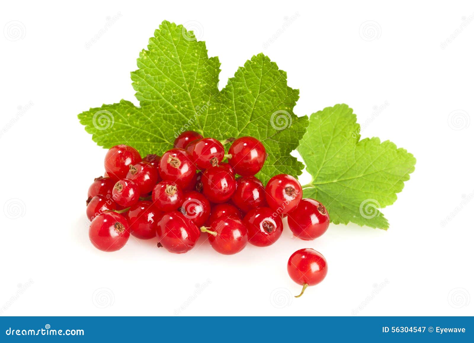 Redcurrant Fruit on Their Leaves Isolated Stock Image - Image of ...