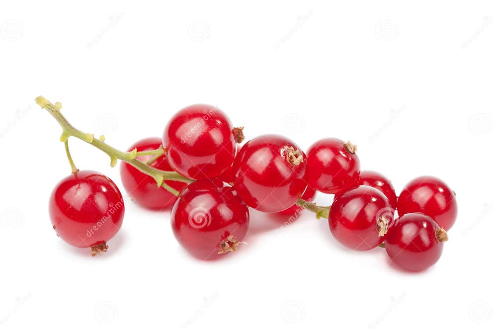 Redcurrant isolated stock photo. Image of backdrop, sweet - 14072190