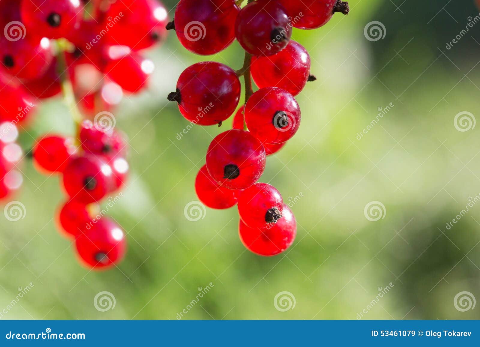 Redcurrant stock image. Image of currants, freshness - 53461079