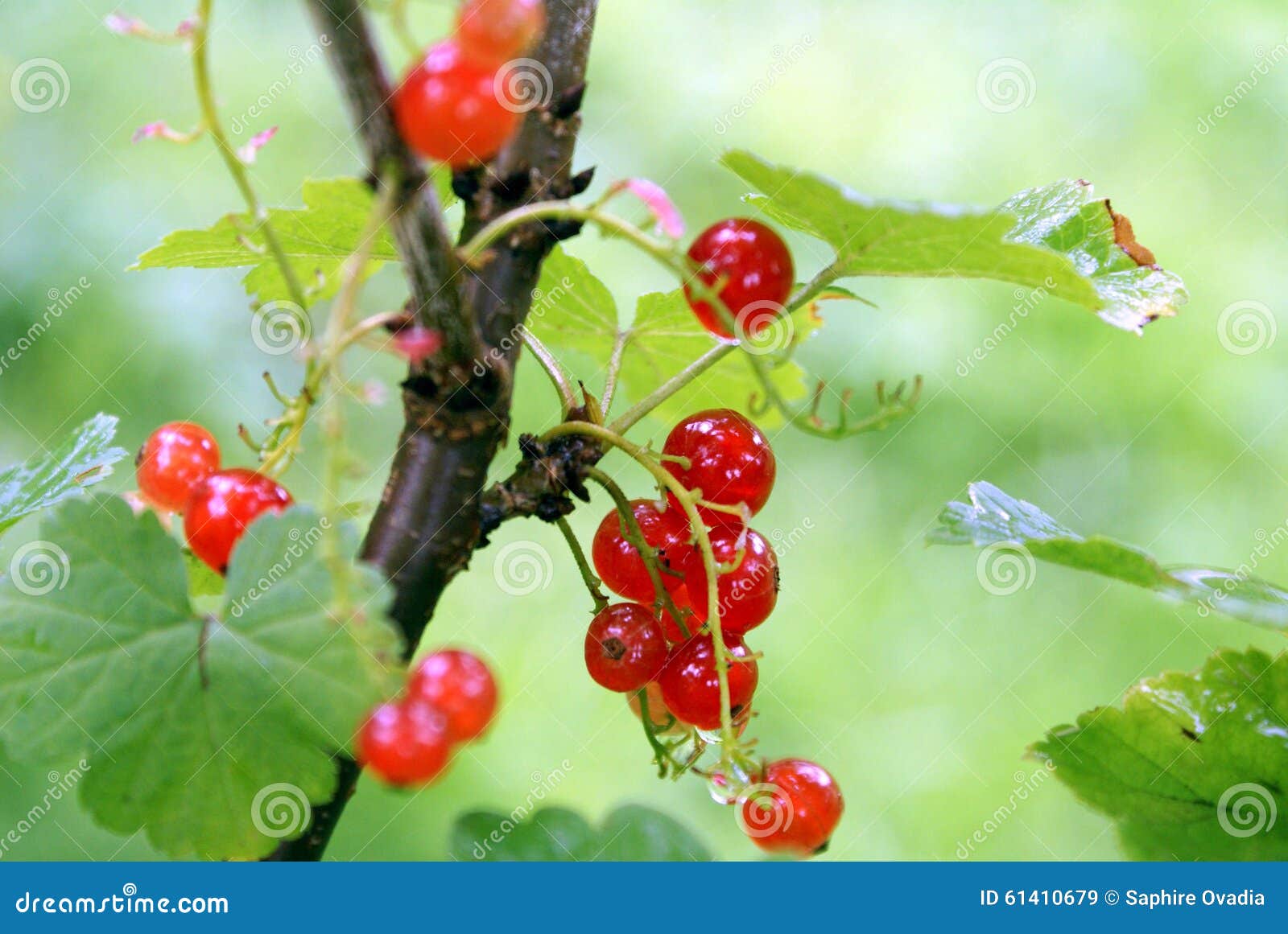 Redcurrant. Red Currant. Ribes Rubrum. Stock Image - Image of healthy ...