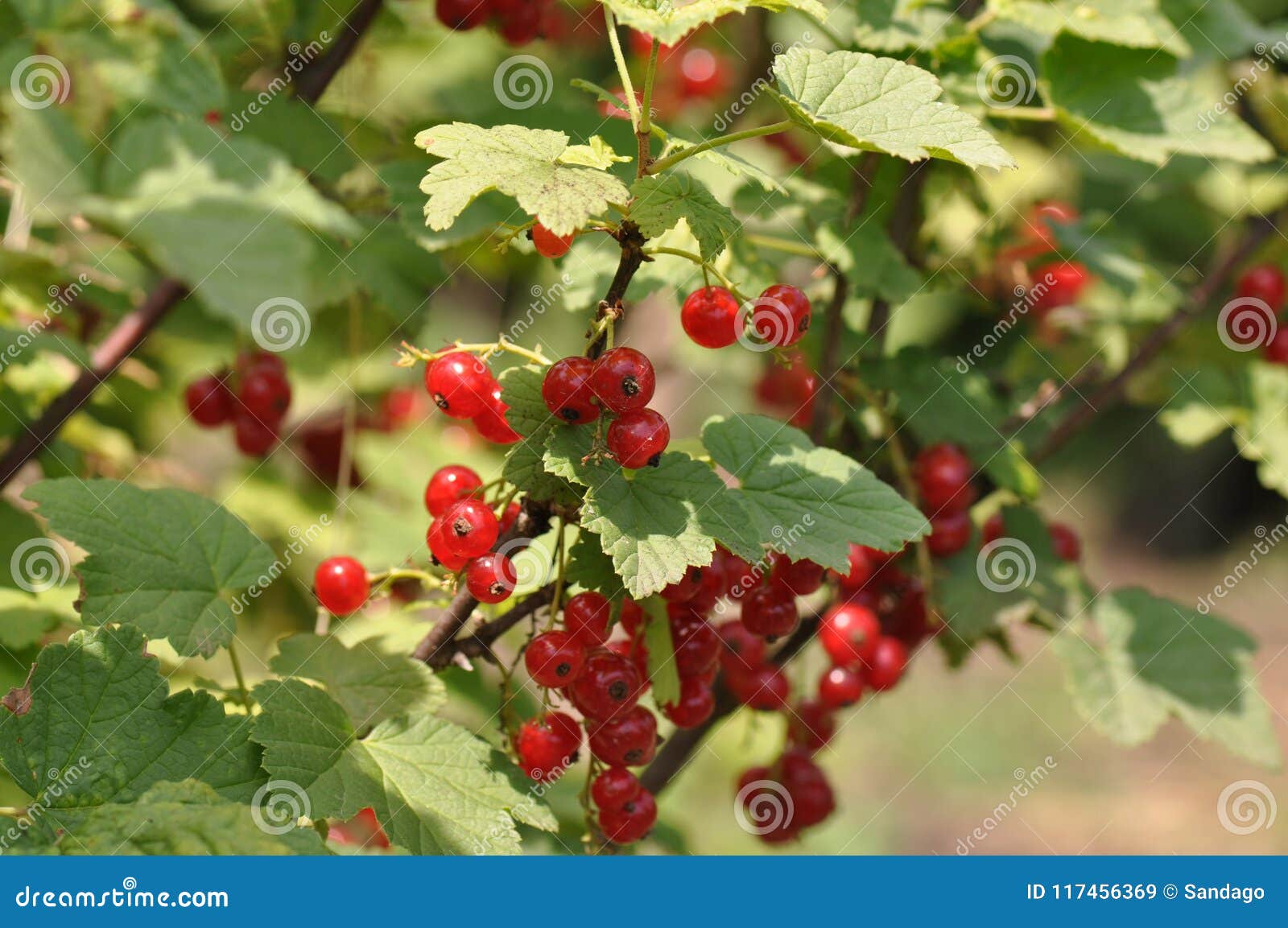 Redcurrant stock image. Image of branch, agriculture - 117456369