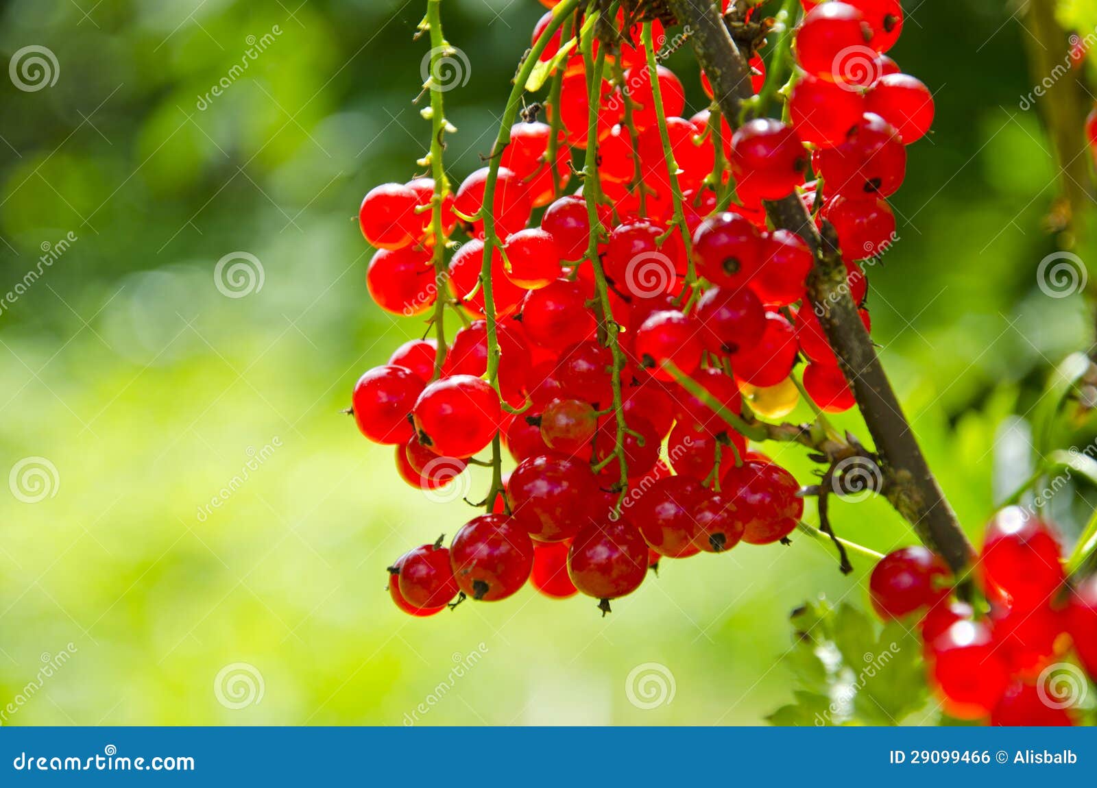 Redcurrant (Ribes Rubrum) Berry Bunch Stock Photo - Image of foliage ...