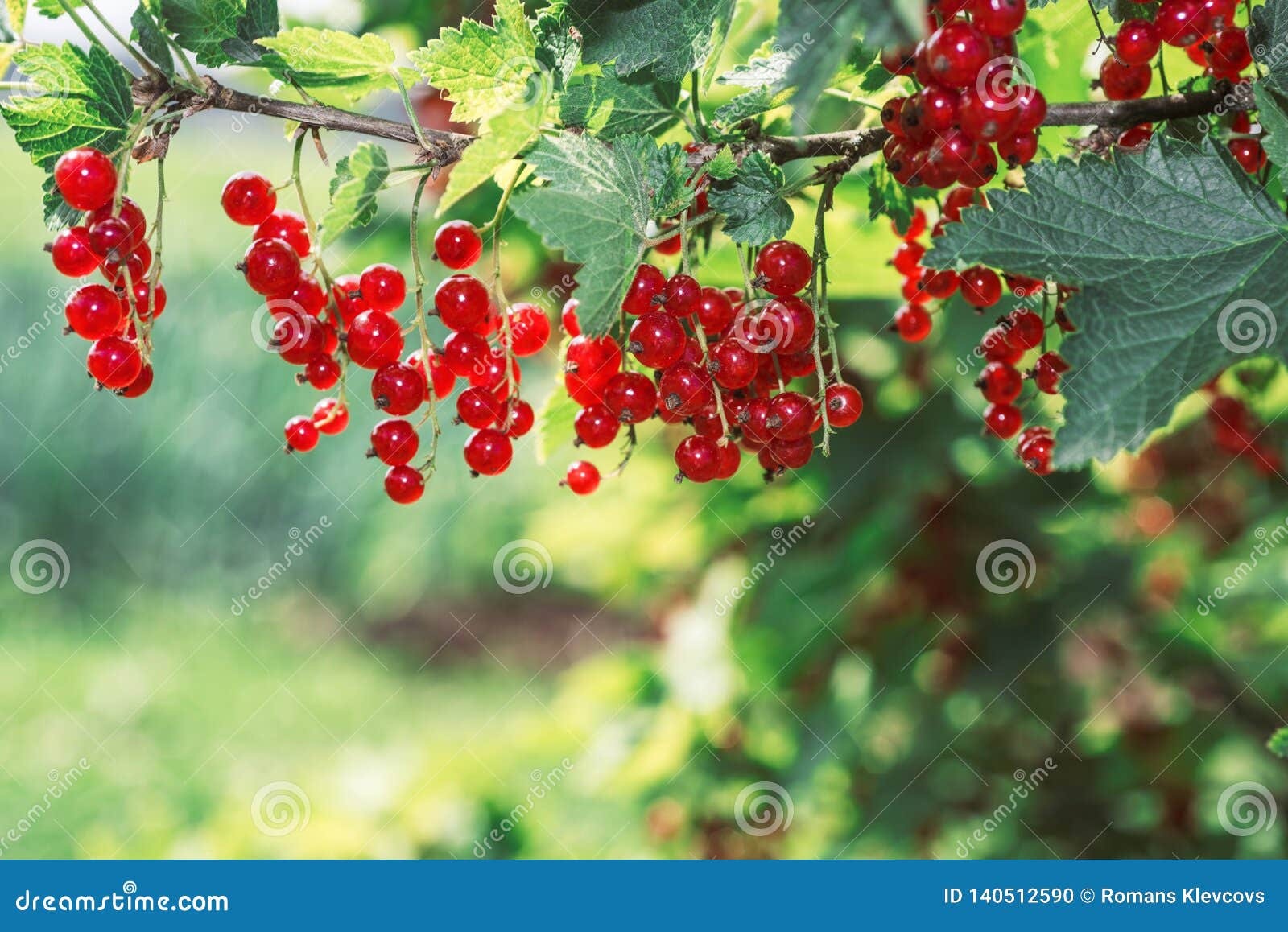 Redcurrant. Ripe and Fresh Organic Red Currant Berries Stock Photo ...
