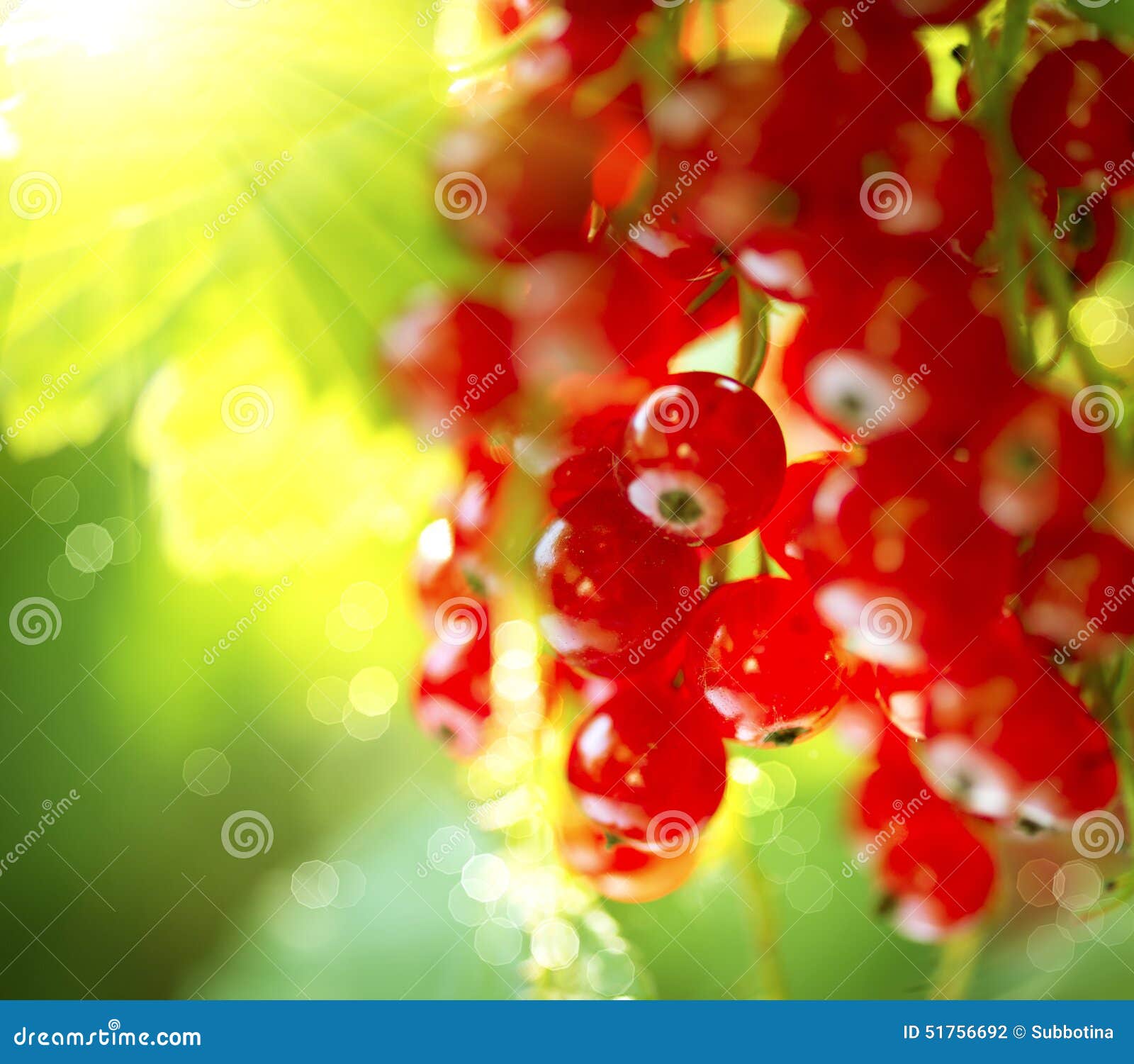 Redcurrant. Ripe Red Currant Berries Stock Photo - Image of nature ...