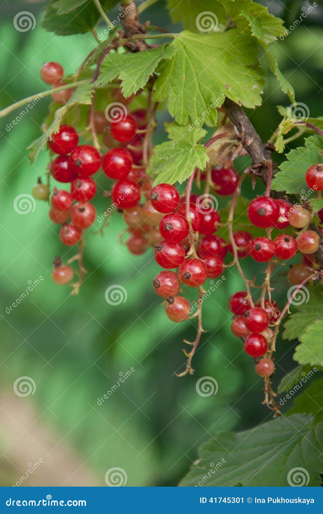 Redcurrant stock image. Image of soft, bush, grow, redcurrant - 41745301