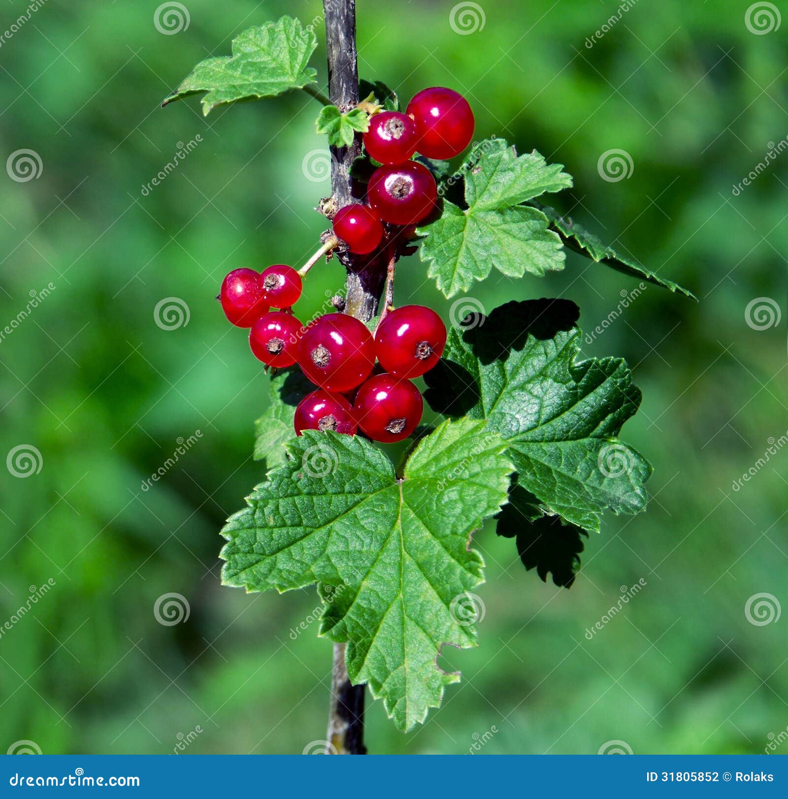 Redcurrant stock photo. Image of branch, garden, appetizing - 31805852