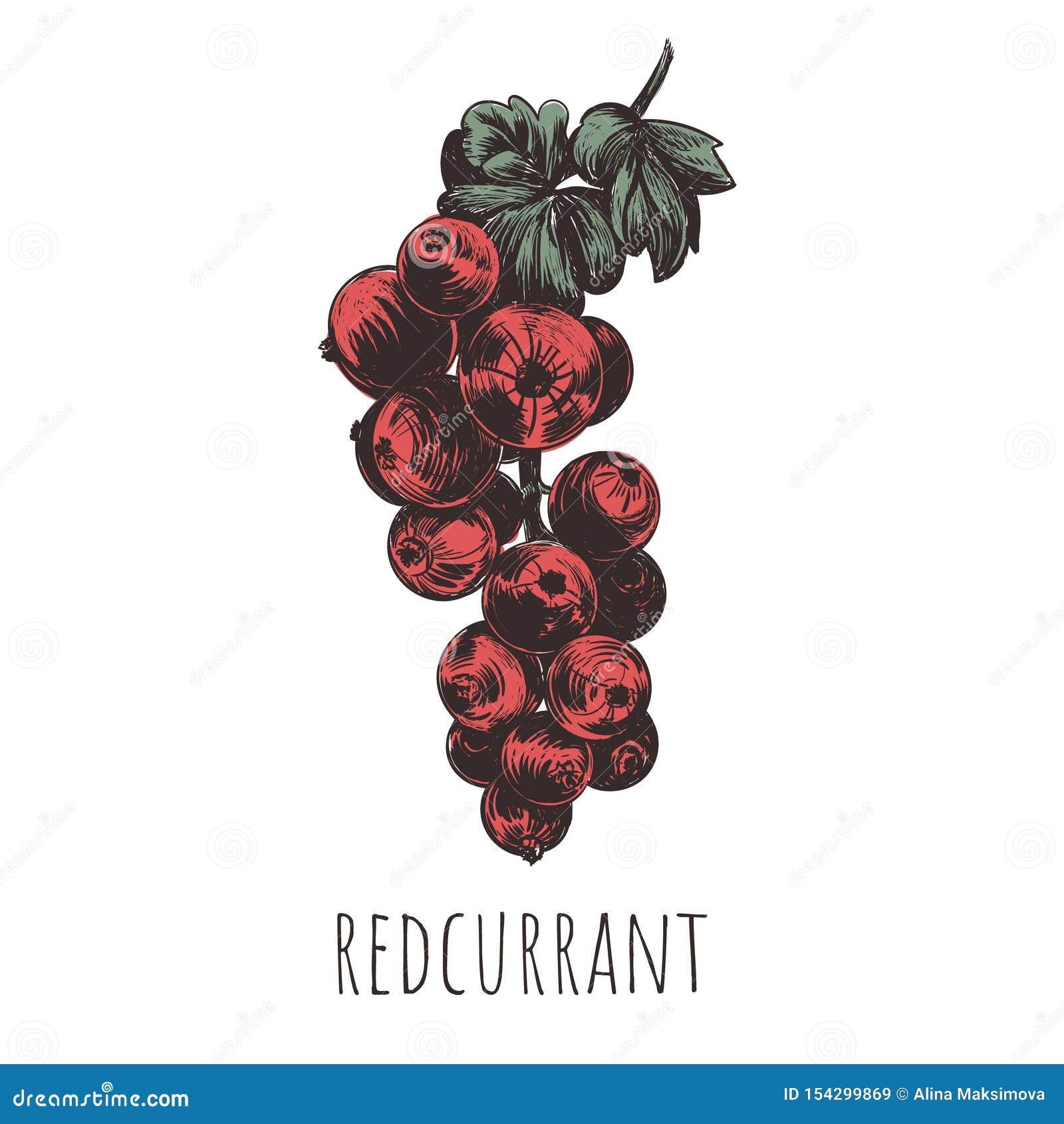 Redcurrant Vector Illustration. Red Currant Stock Vector - Illustration ...