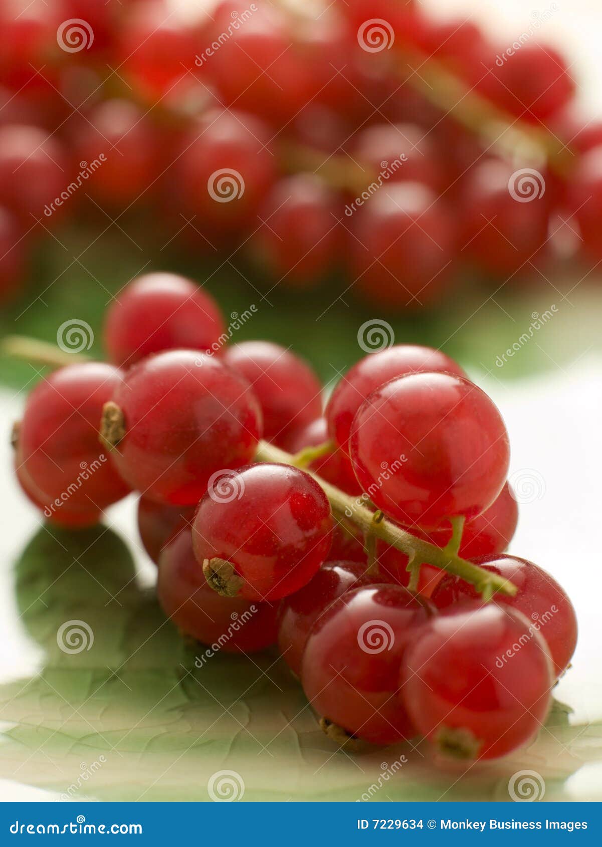 Redcurrants stock photo. Image of shot, snack, people - 7229634