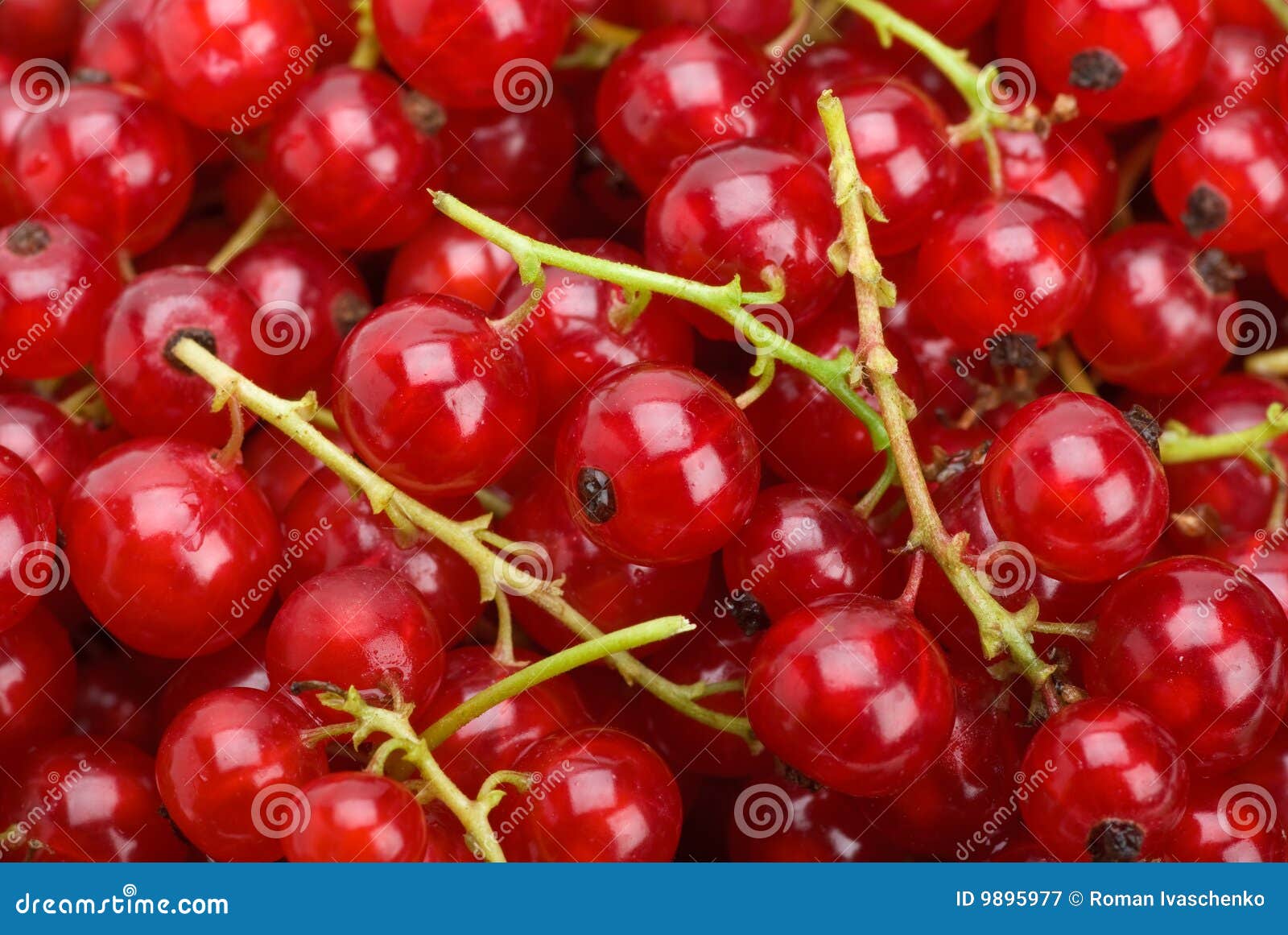 Redcurrants stock image. Image of cluster, redcurrant - 9895977
