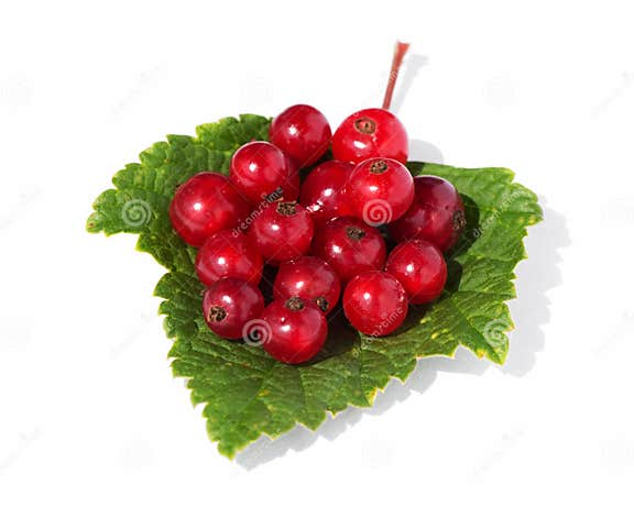 Redcurrent stock photo. Image of ripe, objects, healthy - 20454386