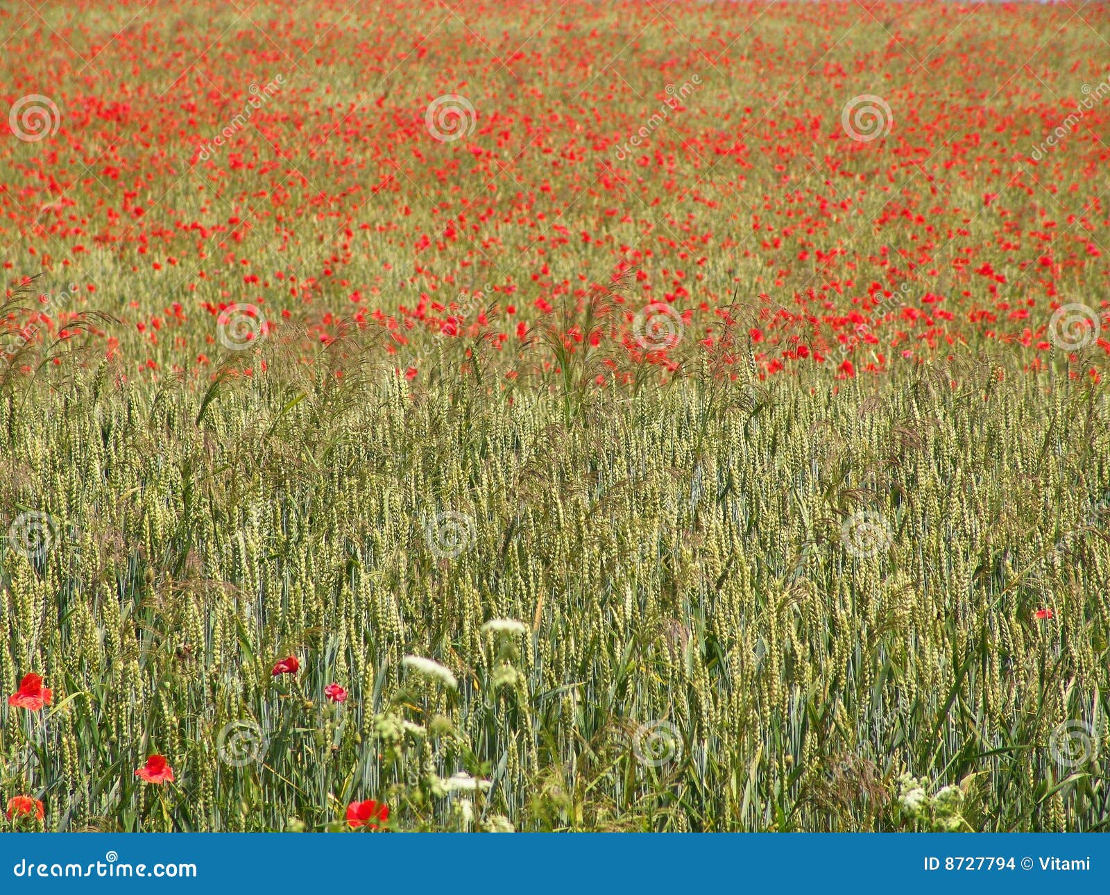 Redd-weed in the corn stock photo. Image of natural, agriculture - 8727794