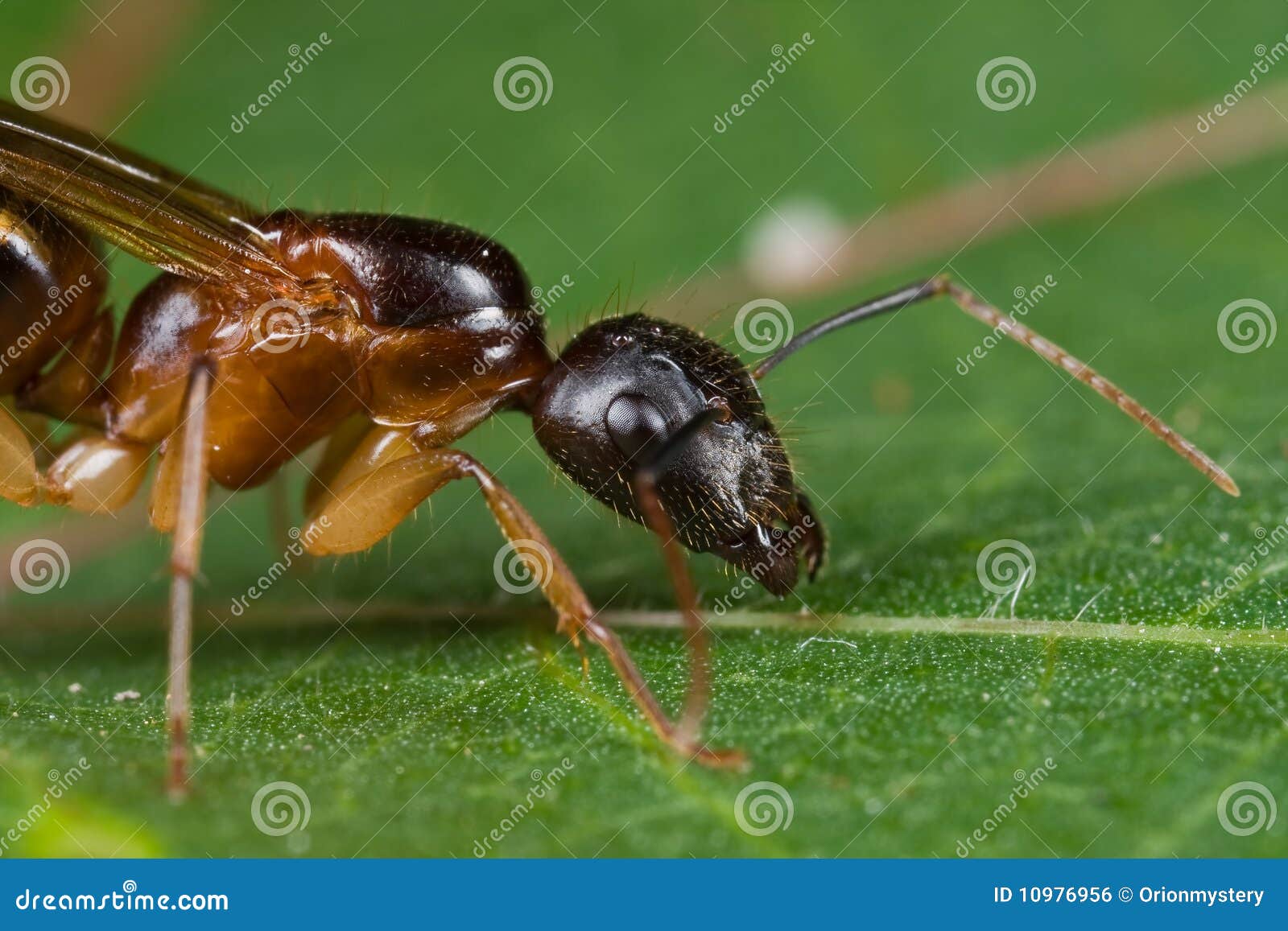 A reddish black winged ant stock photo. Image of formicidae - 10976956