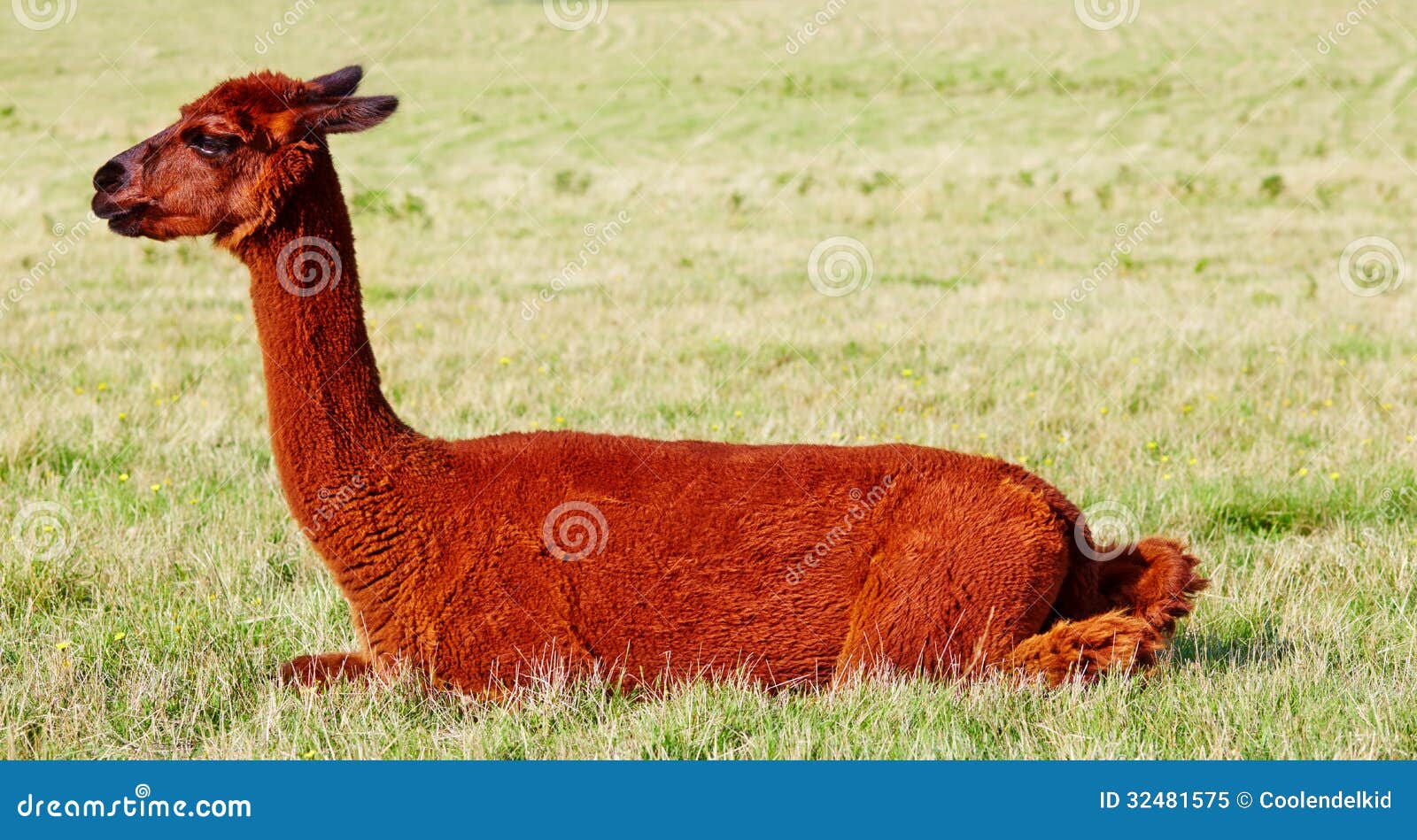 Reddish Brown Alpaca Sitting in Field Stock Image - Image of white ...